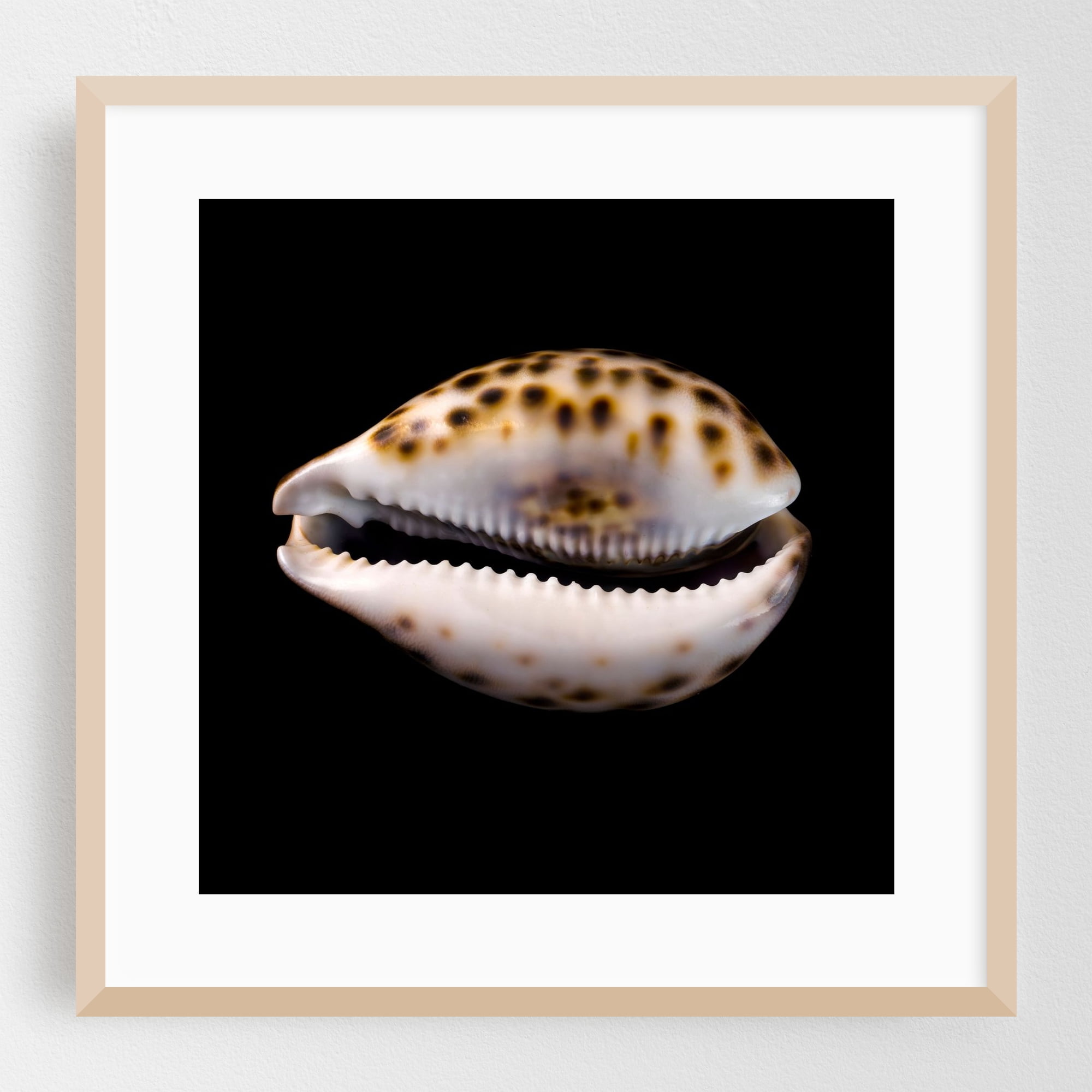 Cowrie (or Cowry) sea shell - Photography Marine Life Ocean Nautical ...