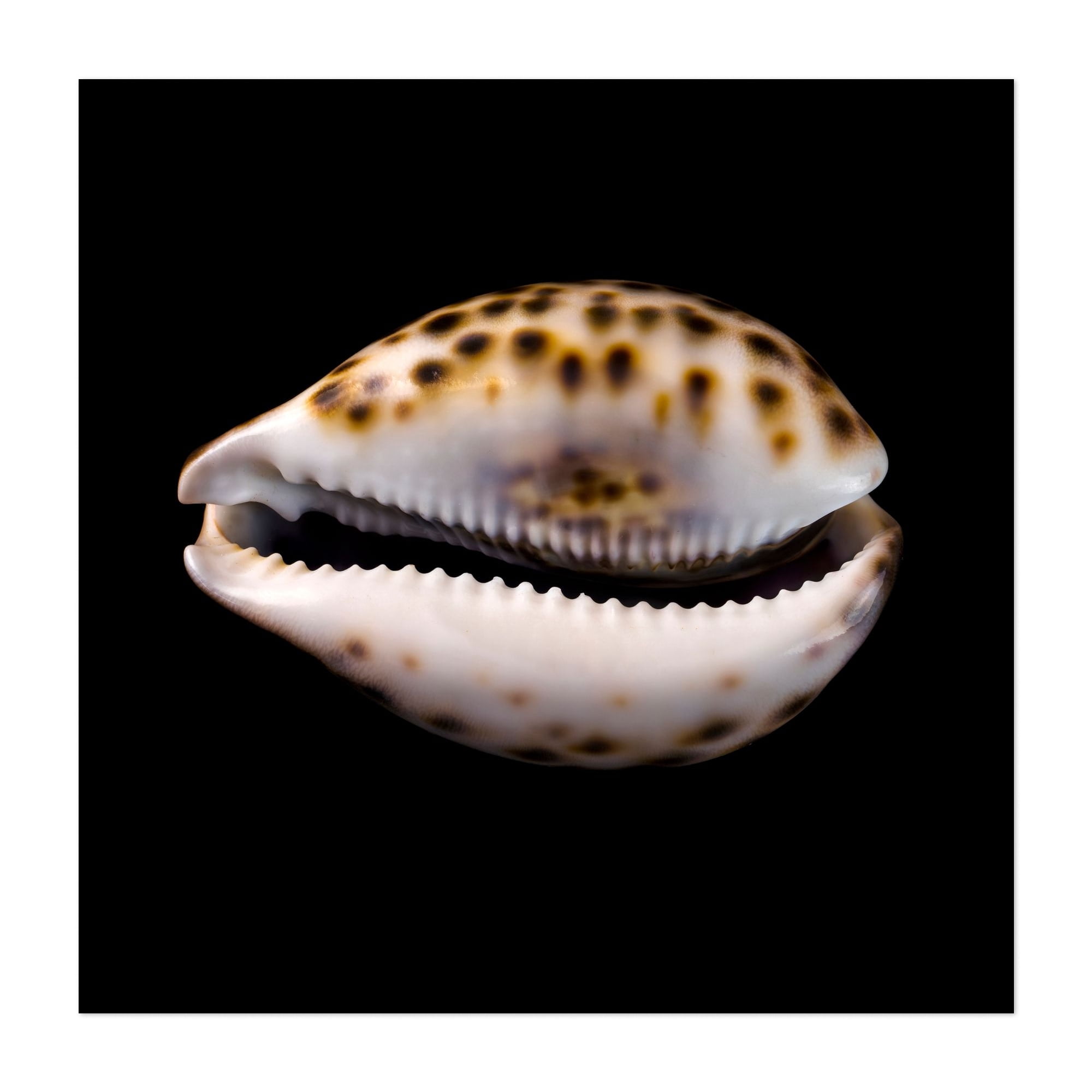 Cowrie (or Cowry) sea shell - Photography Marine Life Ocean Nautical ...