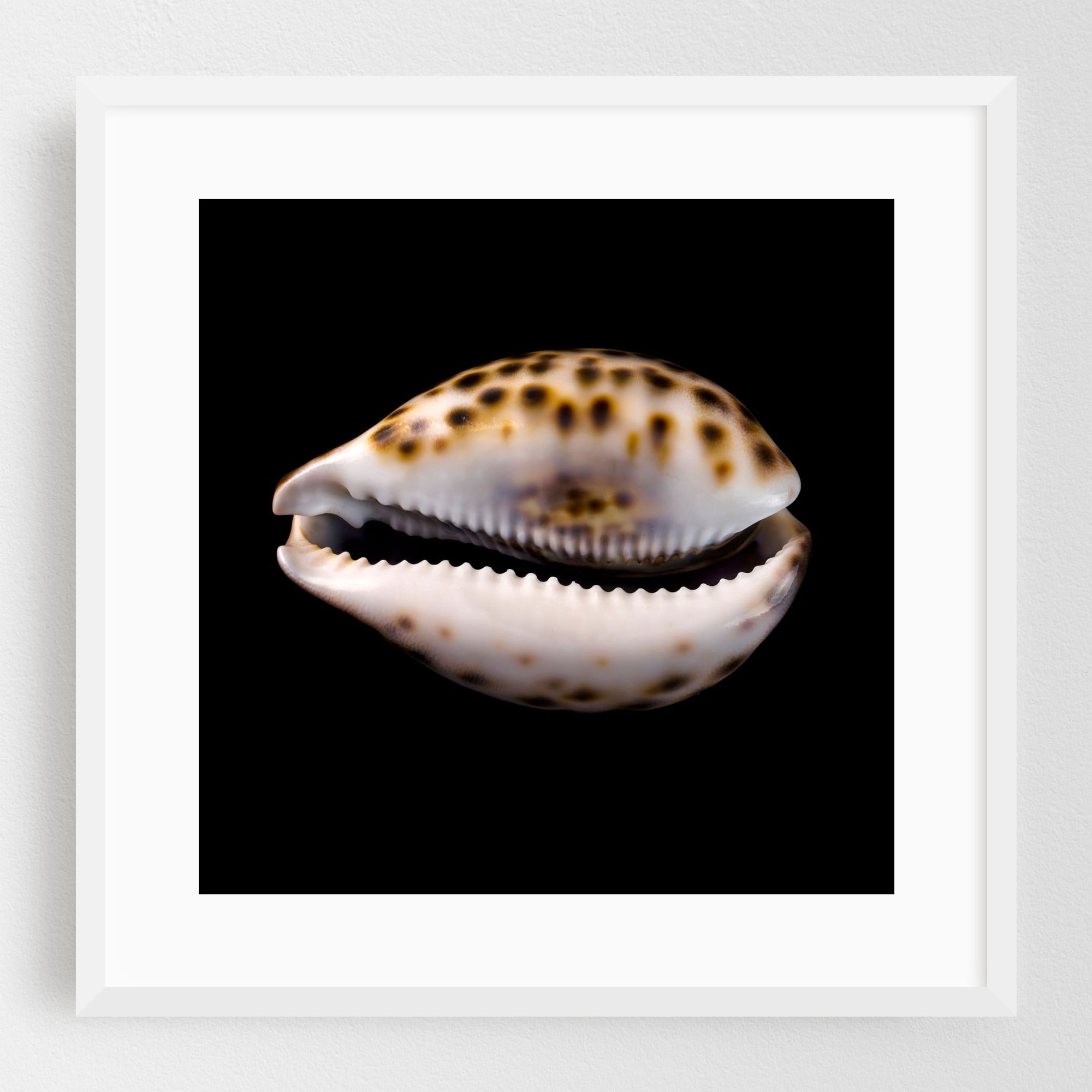Cowrie (or Cowry) sea shell - Photography Marine Life Ocean Nautical ...