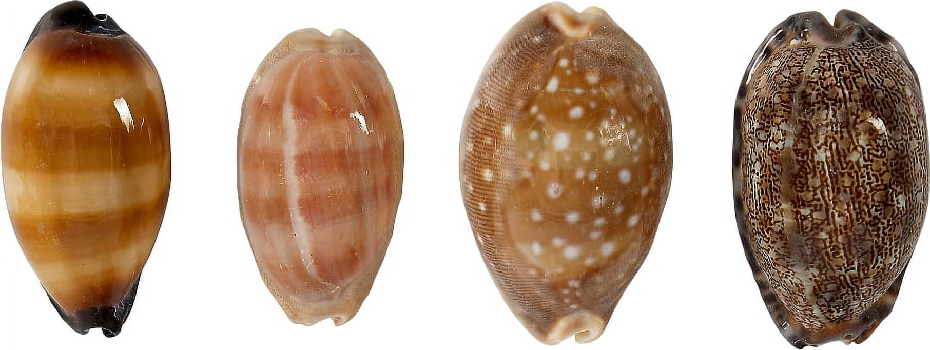 Cowries MIxed Polished Craft Bulk Shells Seashells 2-3" (1 Kilo ...