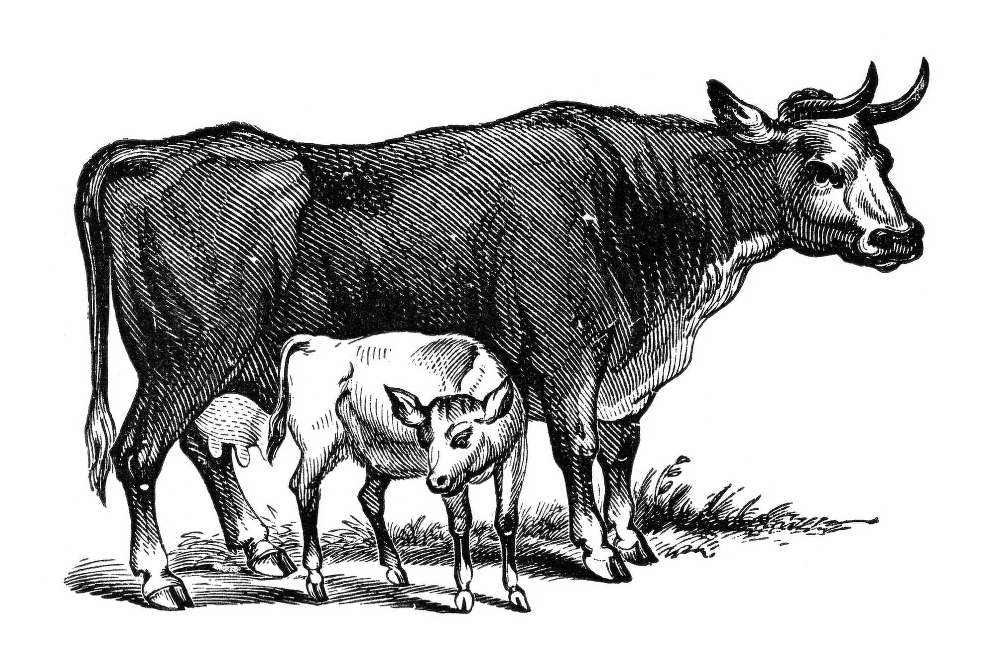 Cows, 19Th Century. /Nmetal Typefounder'S Cut By The United States Type ...