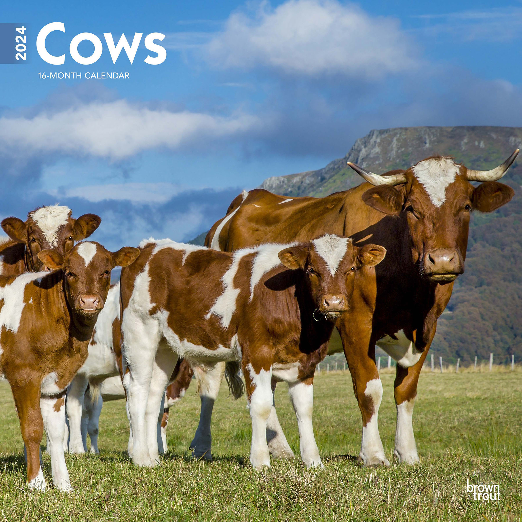 Cows | 2024 12x24" (Hanging) Monthly Square Wall Calendar | BrownTrout ...
