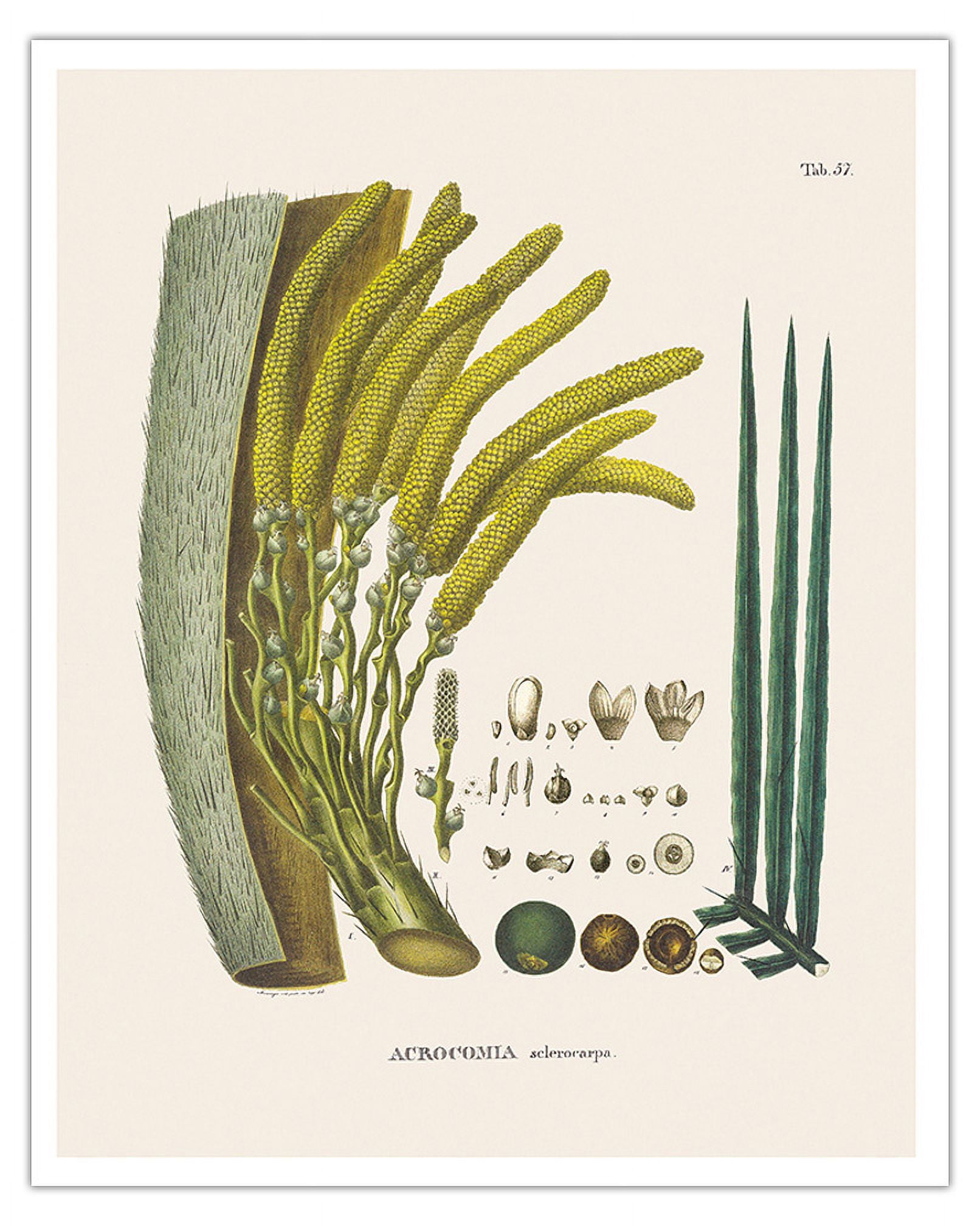 Coyol Palm Tree (Acrocomia Aculeata) - Flower and Seed - Vintage ...