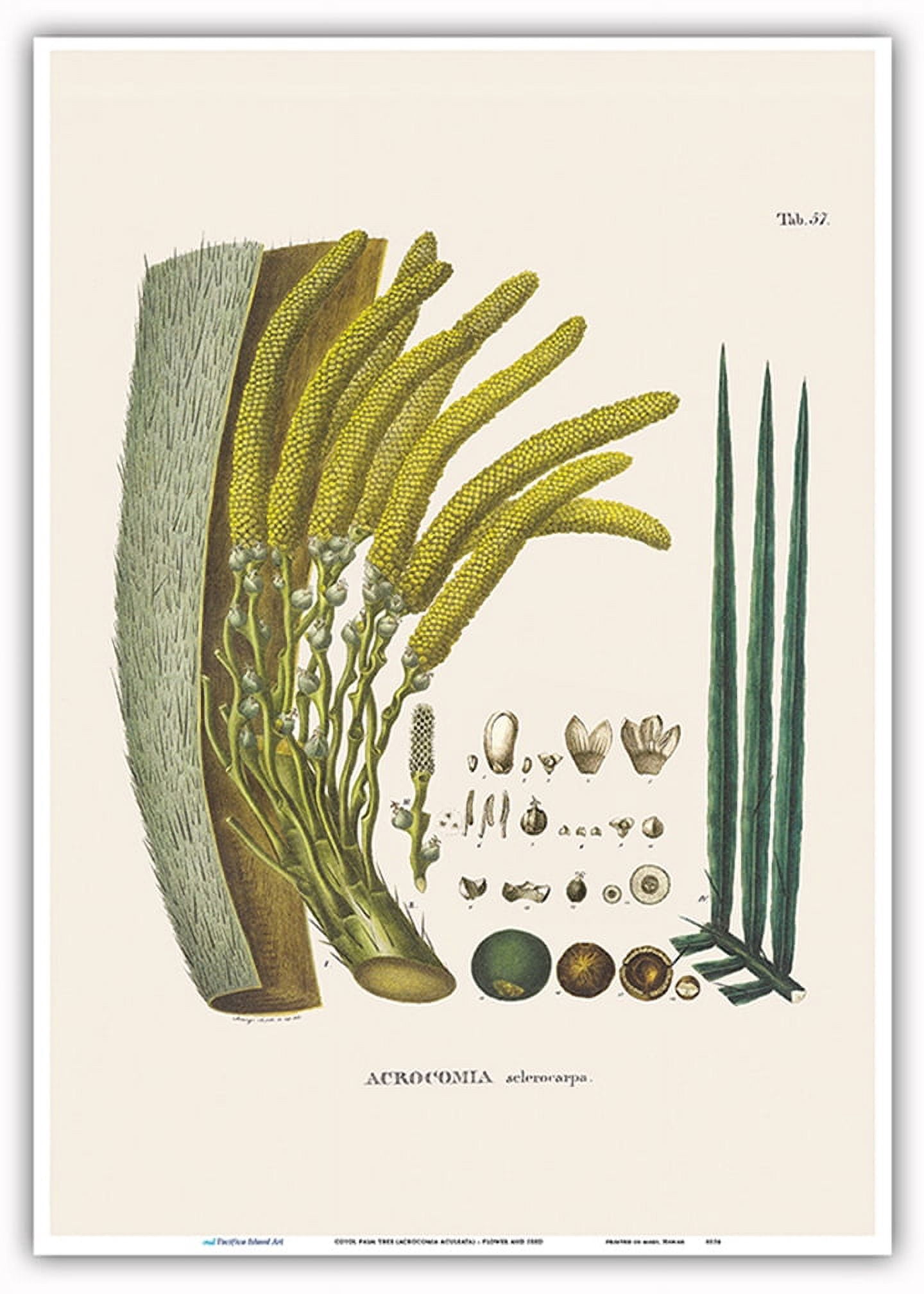 Coyol Palm Tree (Acrocomia Aculeata) - Flower and Seed - Vintage ...