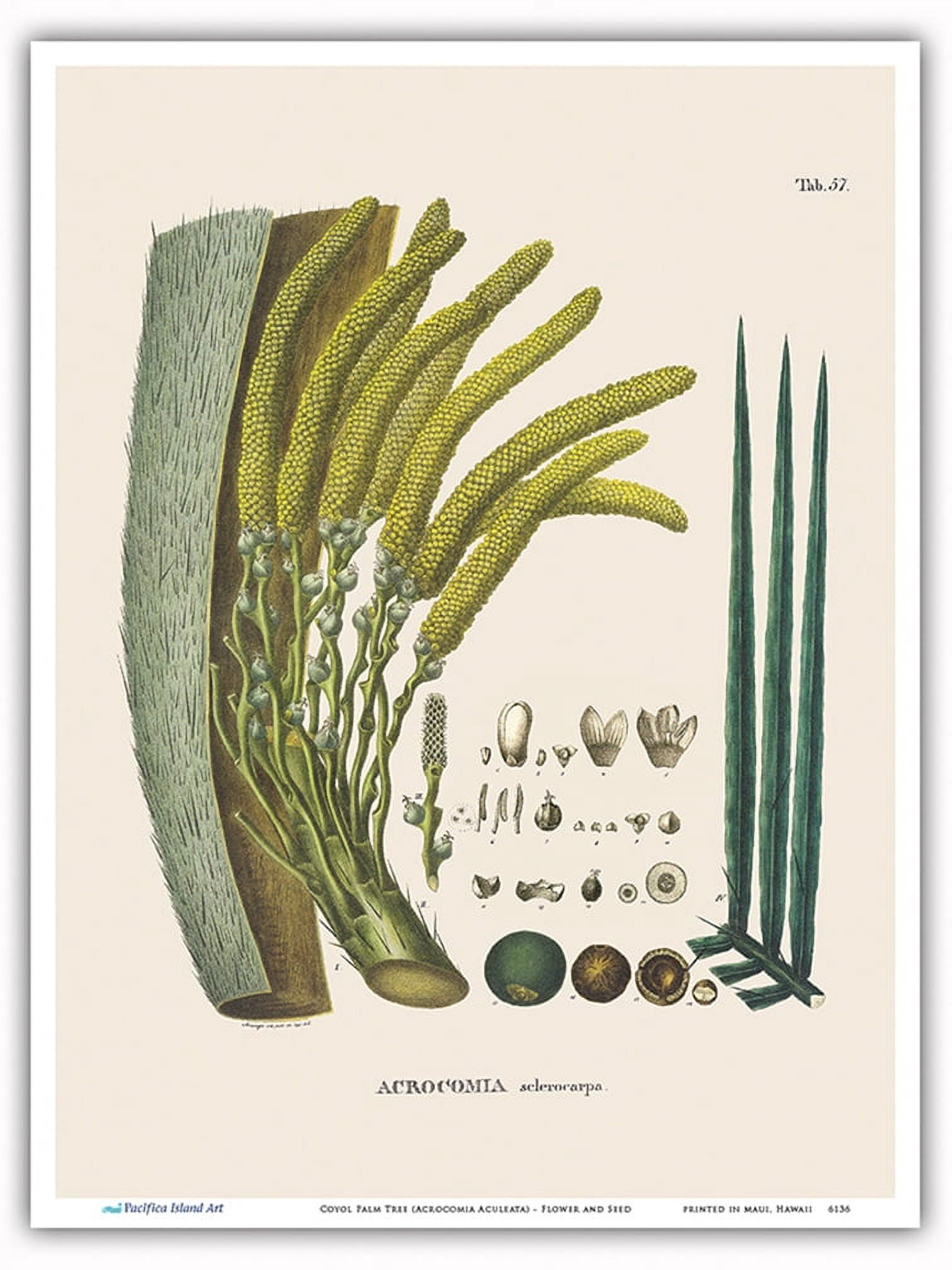 Coyol Palm Tree (Acrocomia Aculeata) - Flower and Seed - Vintage ...
