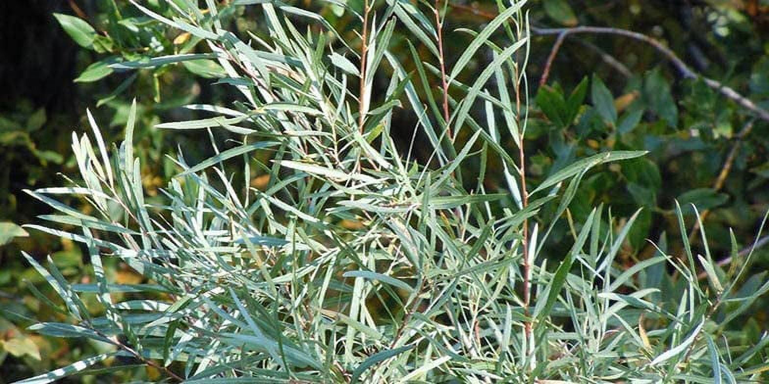 CZ Grain Coyote Willow Shrub Live Plant Easy to Grow (10 Count ...