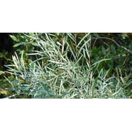 Grow Willow for Biofuel, Biomass - Fresh Cuttings to Plant - Easy and ...