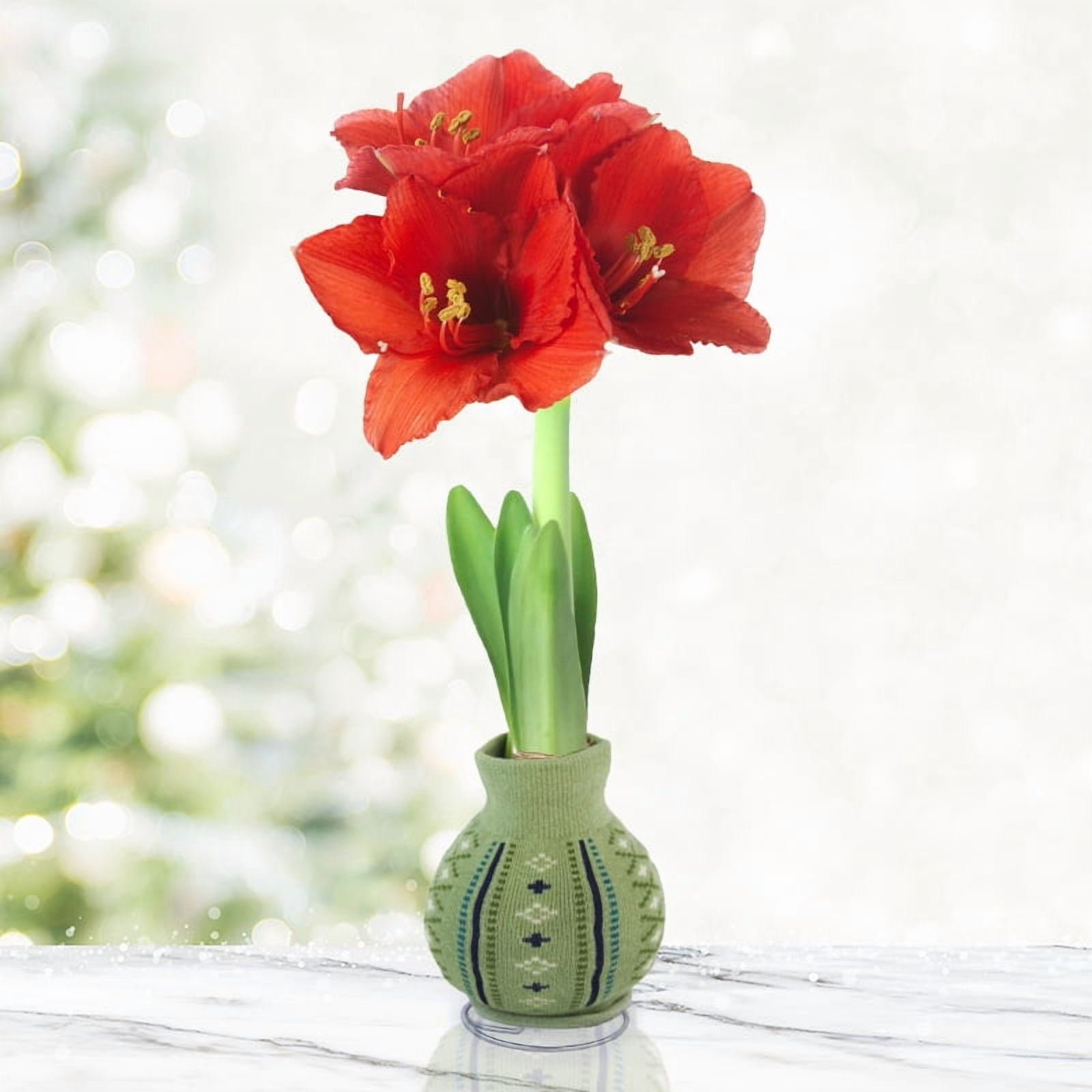 Cozy Sweater Amaryllis Flower Bulb with Stand, No Water Needed, Gift ...