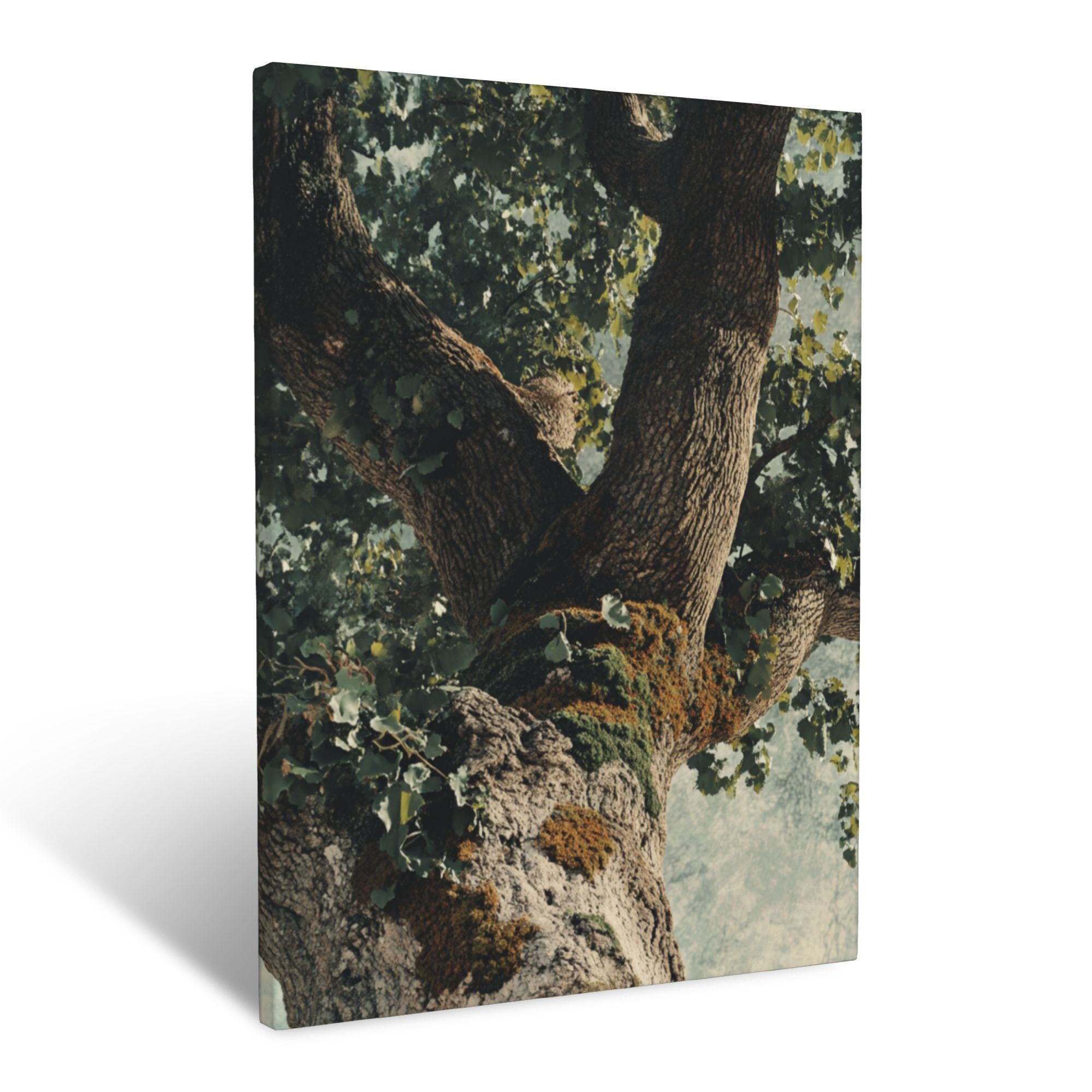 CozyNet Imposing, Elegant Oak Tree With Sprawling Branches Adorned With ...