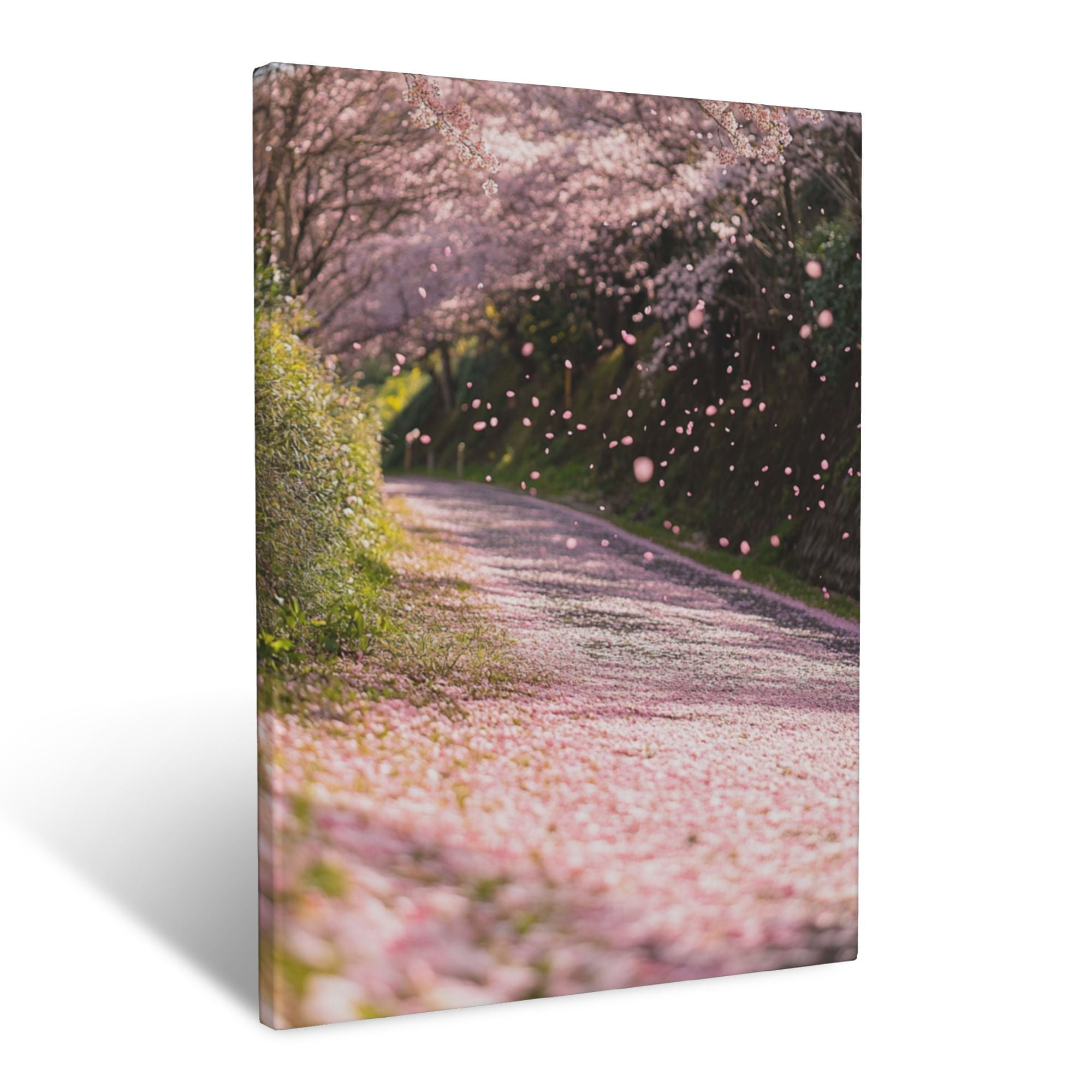 CozyNet Sunlit Cherry Blossoms In Peak Bloom With Soft Pink Petal Rain ...