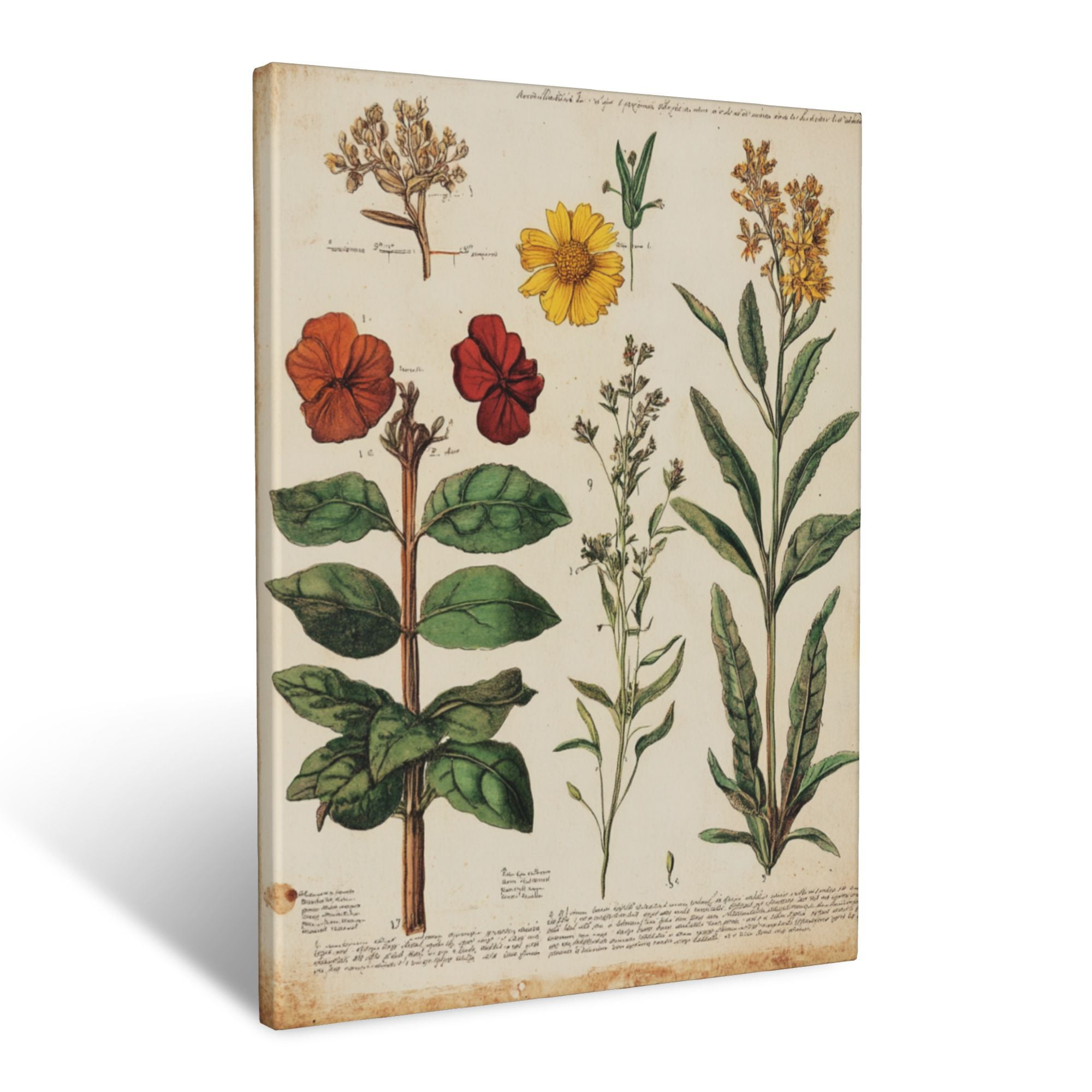 CozyNet Vintage Botanical Diagram Of Medicinal Herbs With Detailed ...