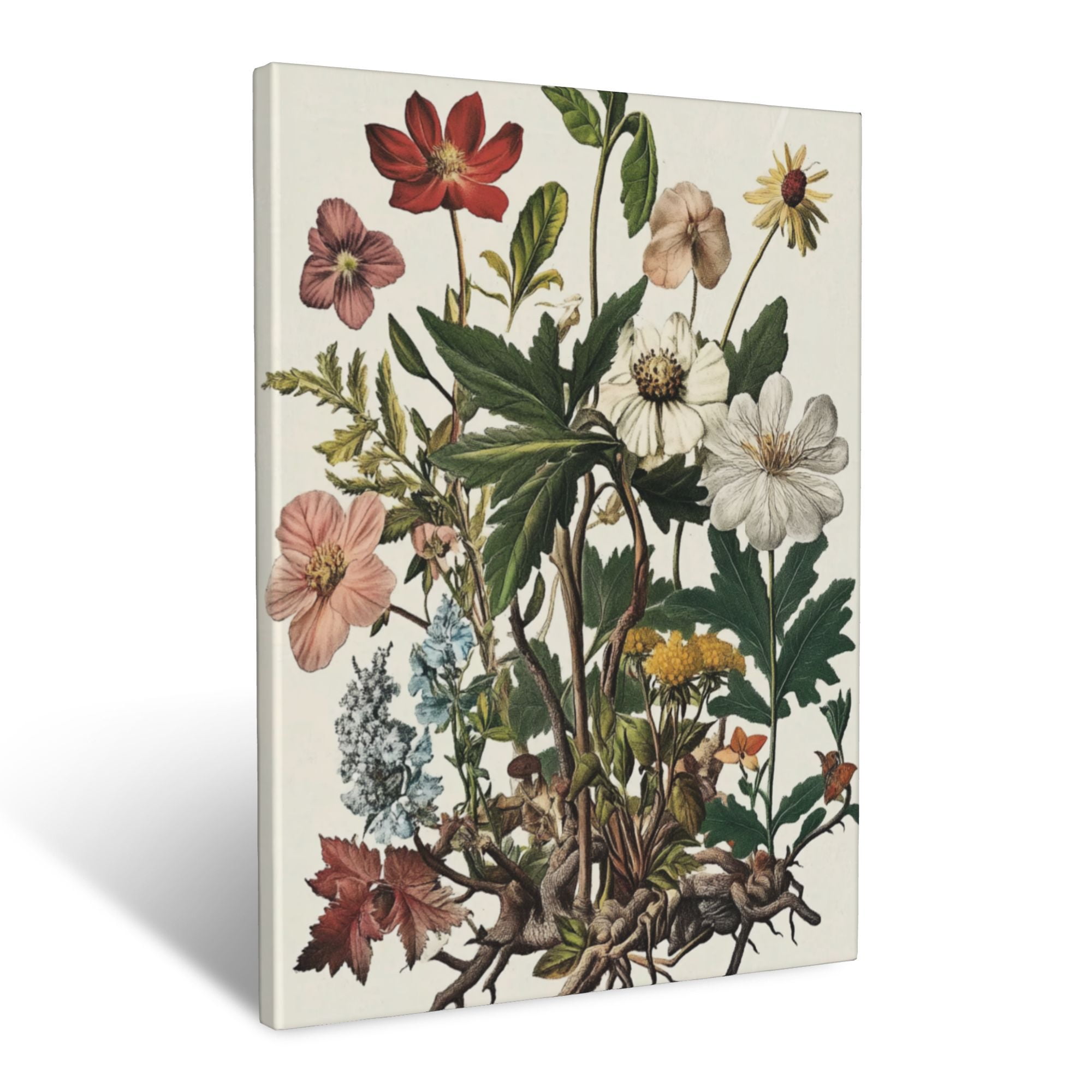 CozyNet Vintage Botanical Diagram Of Medicinal And Flowering Plants ...