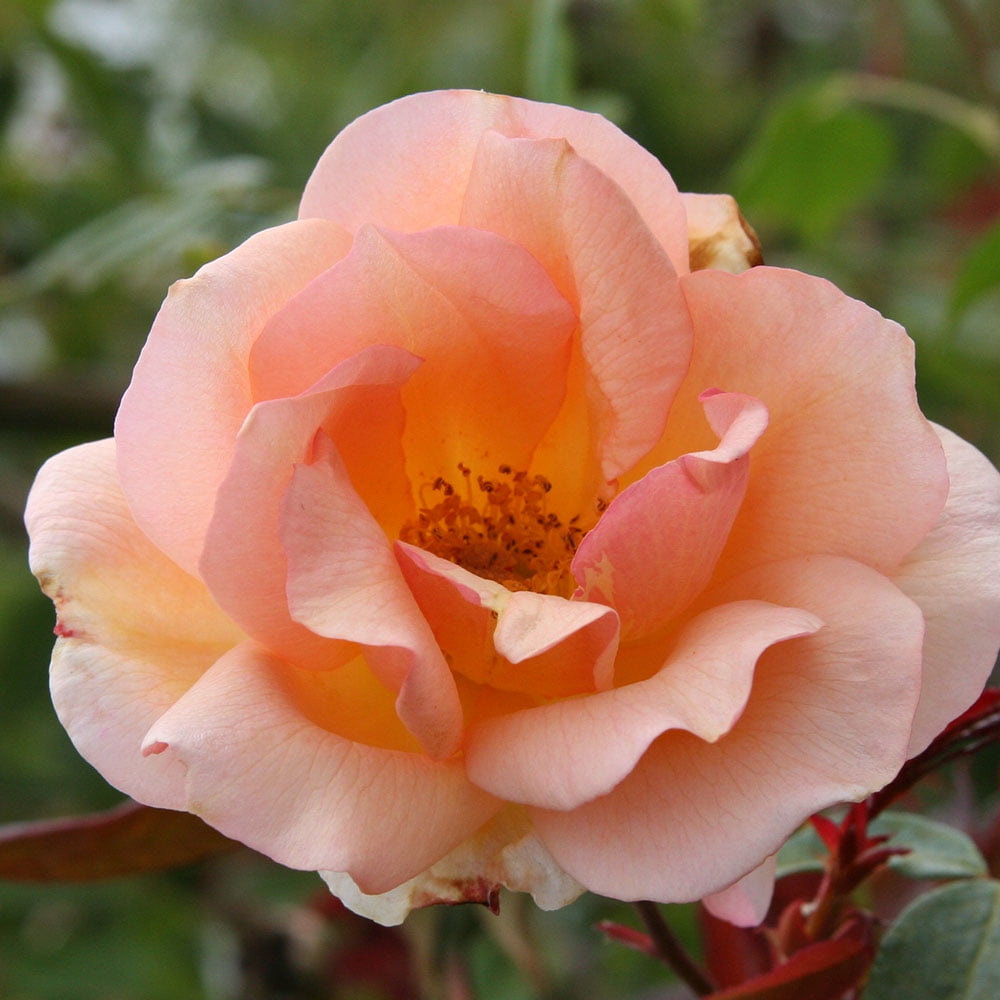 Crépuscule Historic Rose by Heirloom Roses - Fragrant Roses Live Plant ...