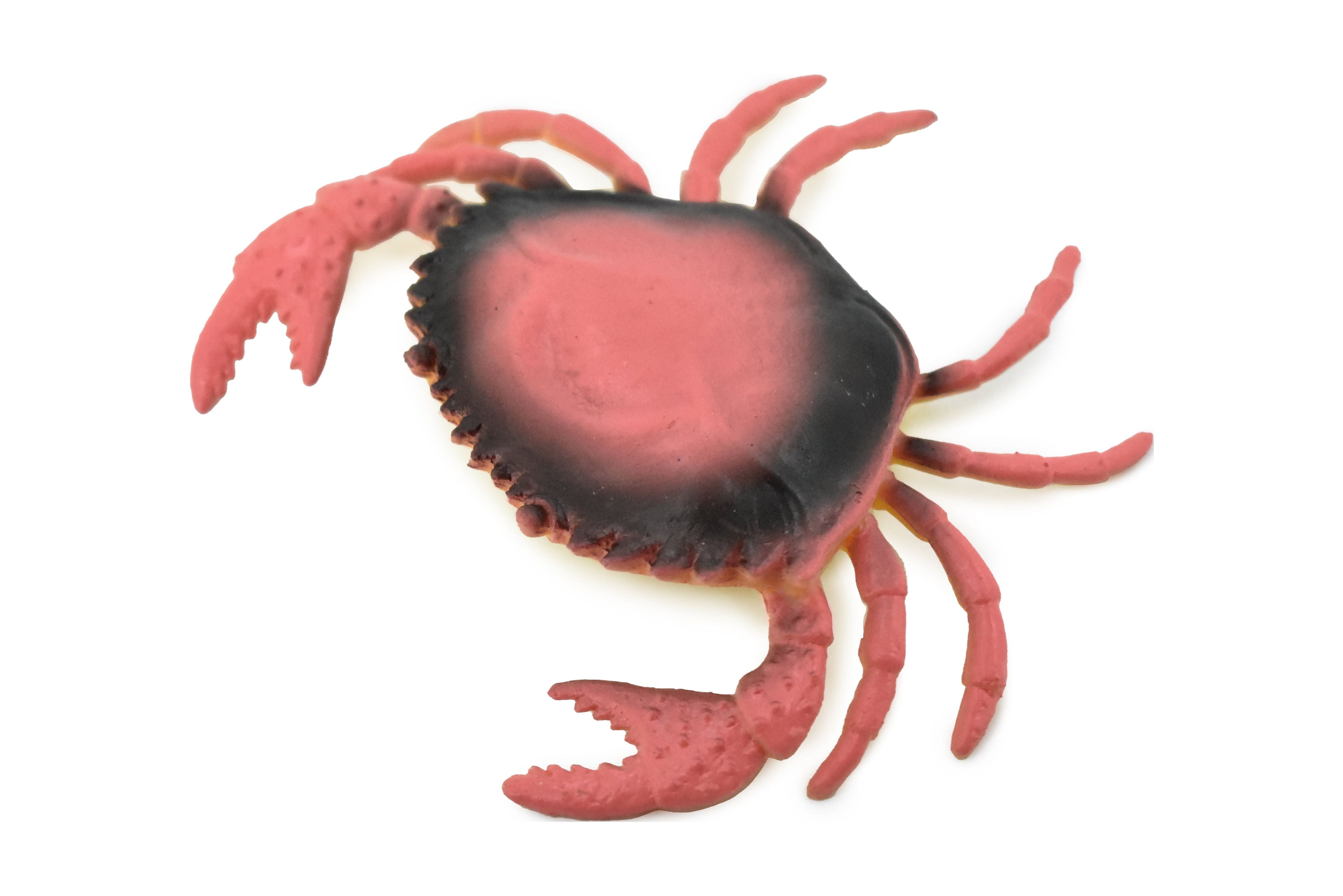 Crab, Dungeness Crab, Rubber, Crustaceans, Educational, Realistic, Hand ...