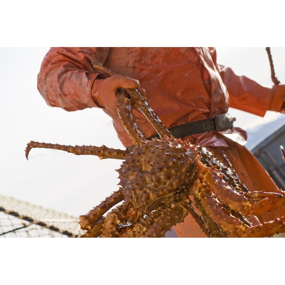 Crab Fisherman Carries A Brown Crab To The Hold Of The F/V Morgan Anne ...
