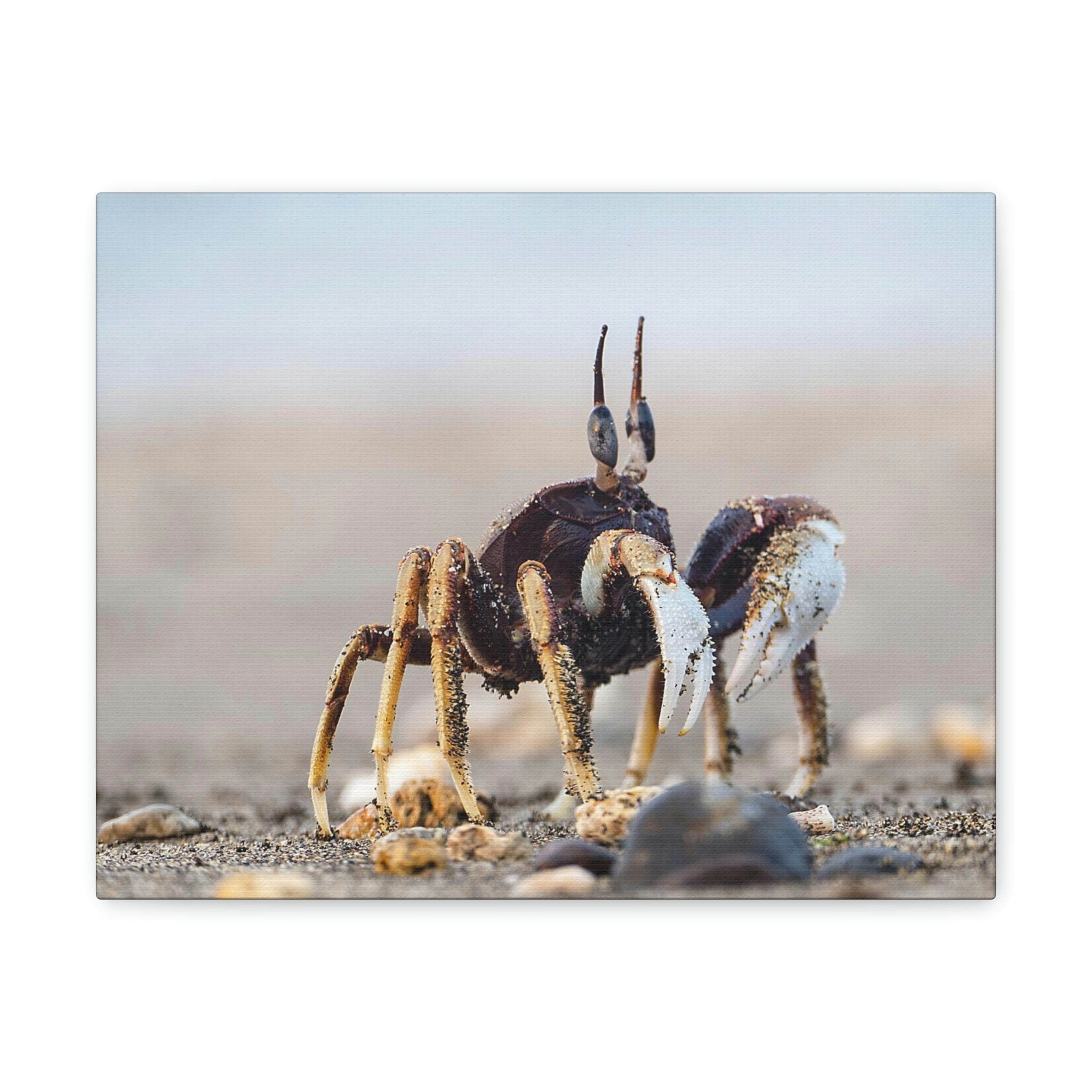 Crab Hunting Crab on Hunt Print Animal Wall Art Wildlife Canvas Prints ...
