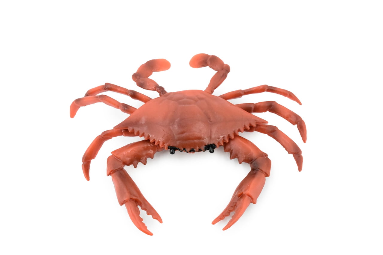 Crab, Red Rock Crab, Museum Quality, Hand Painted, Rubber Crustaceans ...