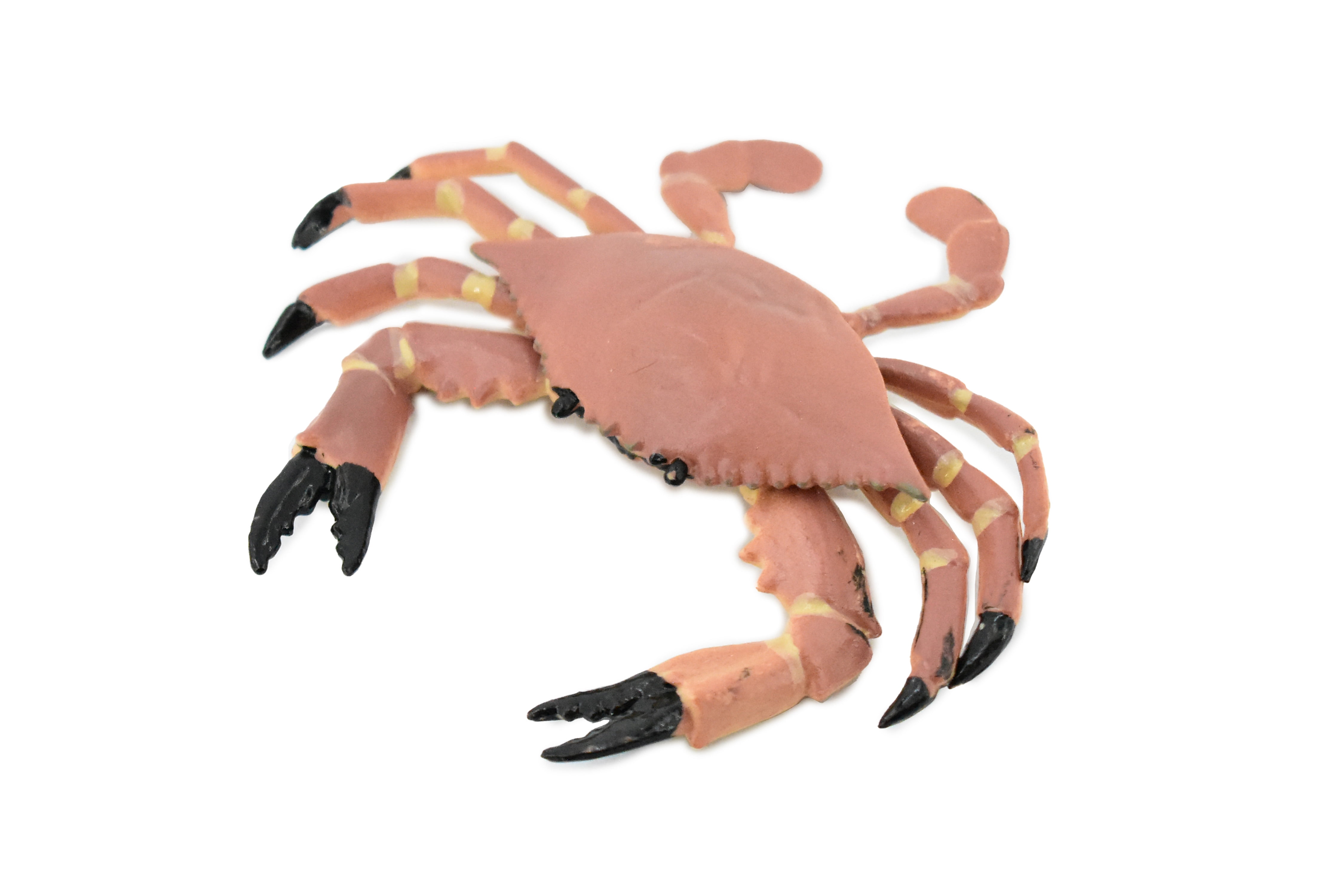 Crab, Young Dungeness Crab, Rubber Crustacean, Hand Painted, Realistic ...