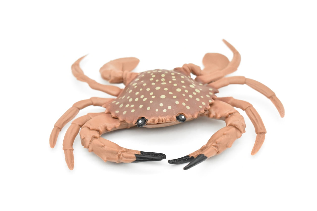 Crab, Young, Dungeness Crab, Rubber, Crustaceans, Educational ...