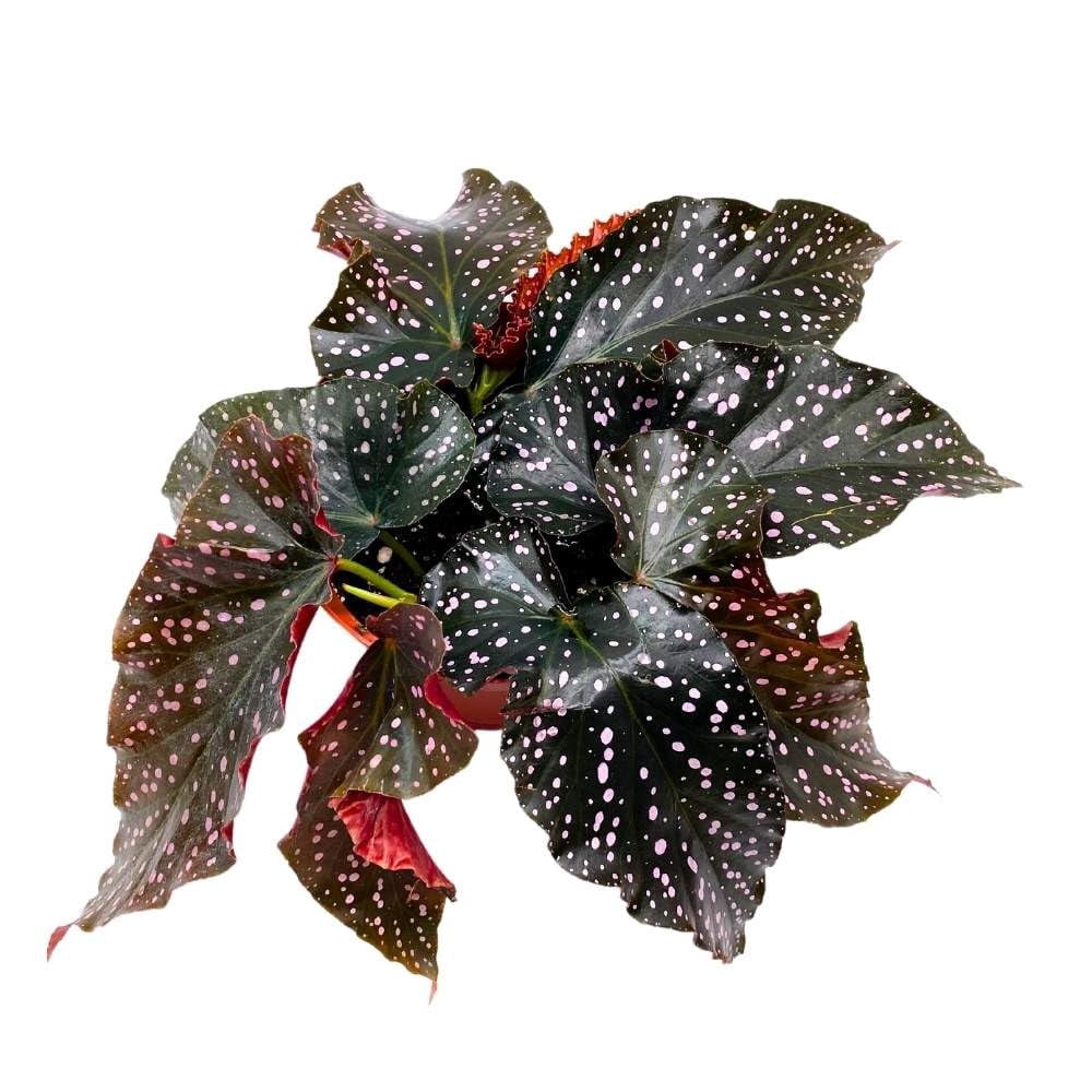 Cracklin Rosie Angel Wing, 6 inch Cane Begonia Dark Curly Leaf with ...