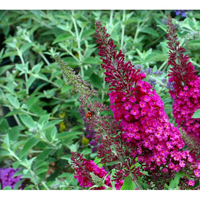 CranRazz Butterfly Bush - Buddleia - Gallon Pot - Walmart.com