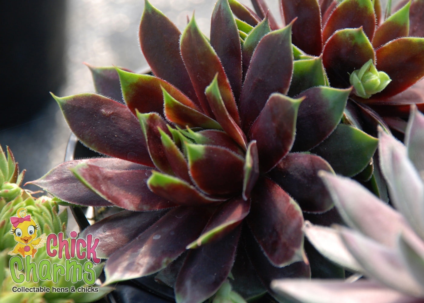 Cranberry Cocktail™ Hens & Chicks - Sempervivum - 3.5" Pot-Chick Charms ...