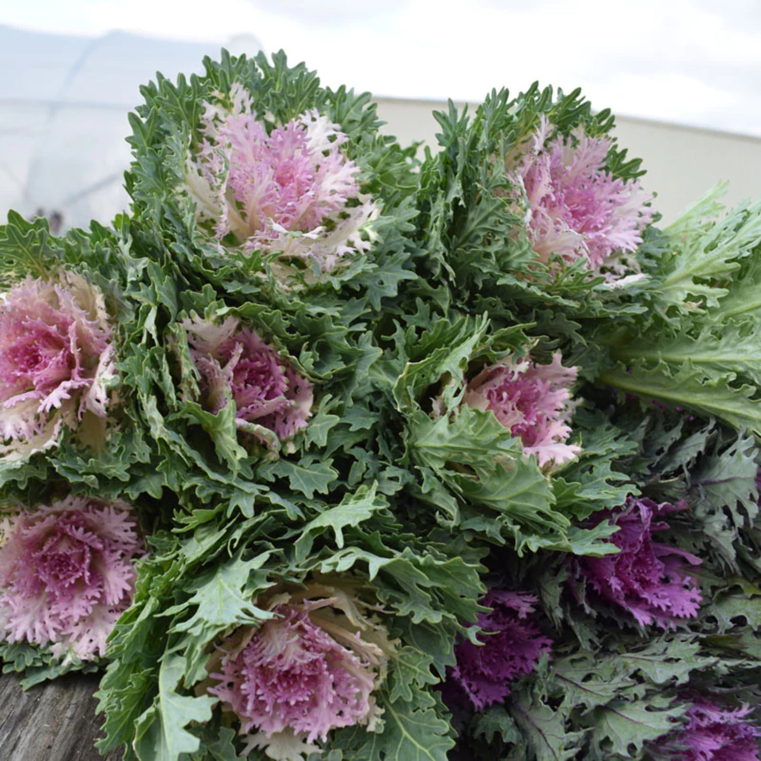Crane Feather King Flowering Kale F1 Hybid Non-GMO Seeds - 100 Seeds ...