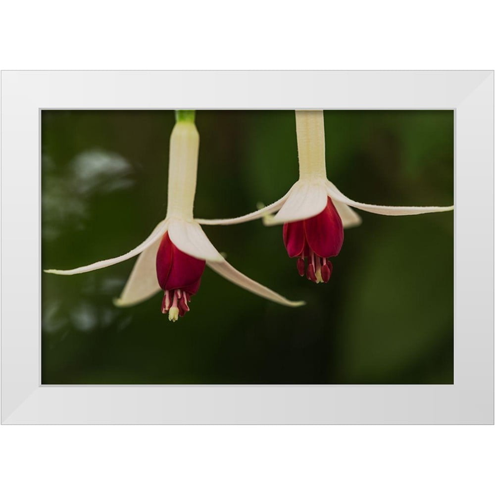 Crane, Rita 14x11 White Modern Wood Framed Museum Art Print Titled - Dancing Fuchsias I ...