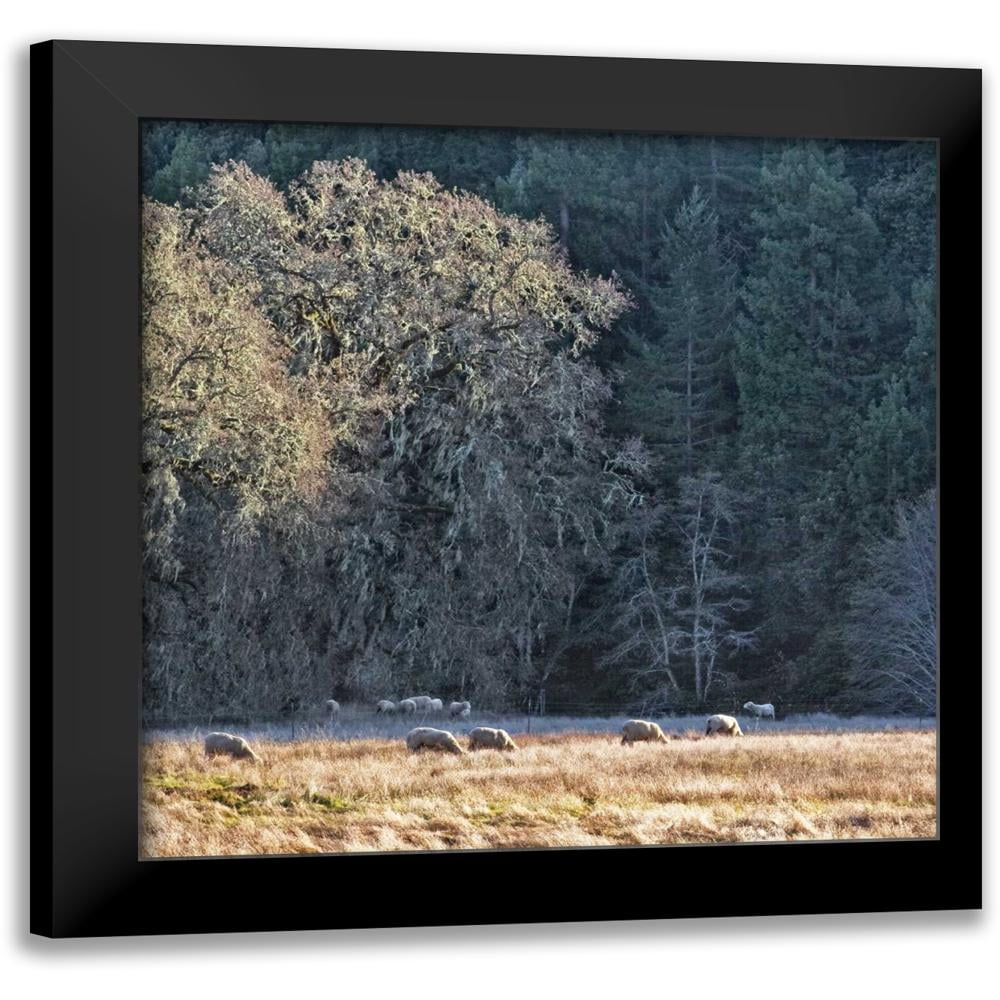 Crane, Rita 15x15 Black Modern Framed Museum Art Print Titled - Sheep ...