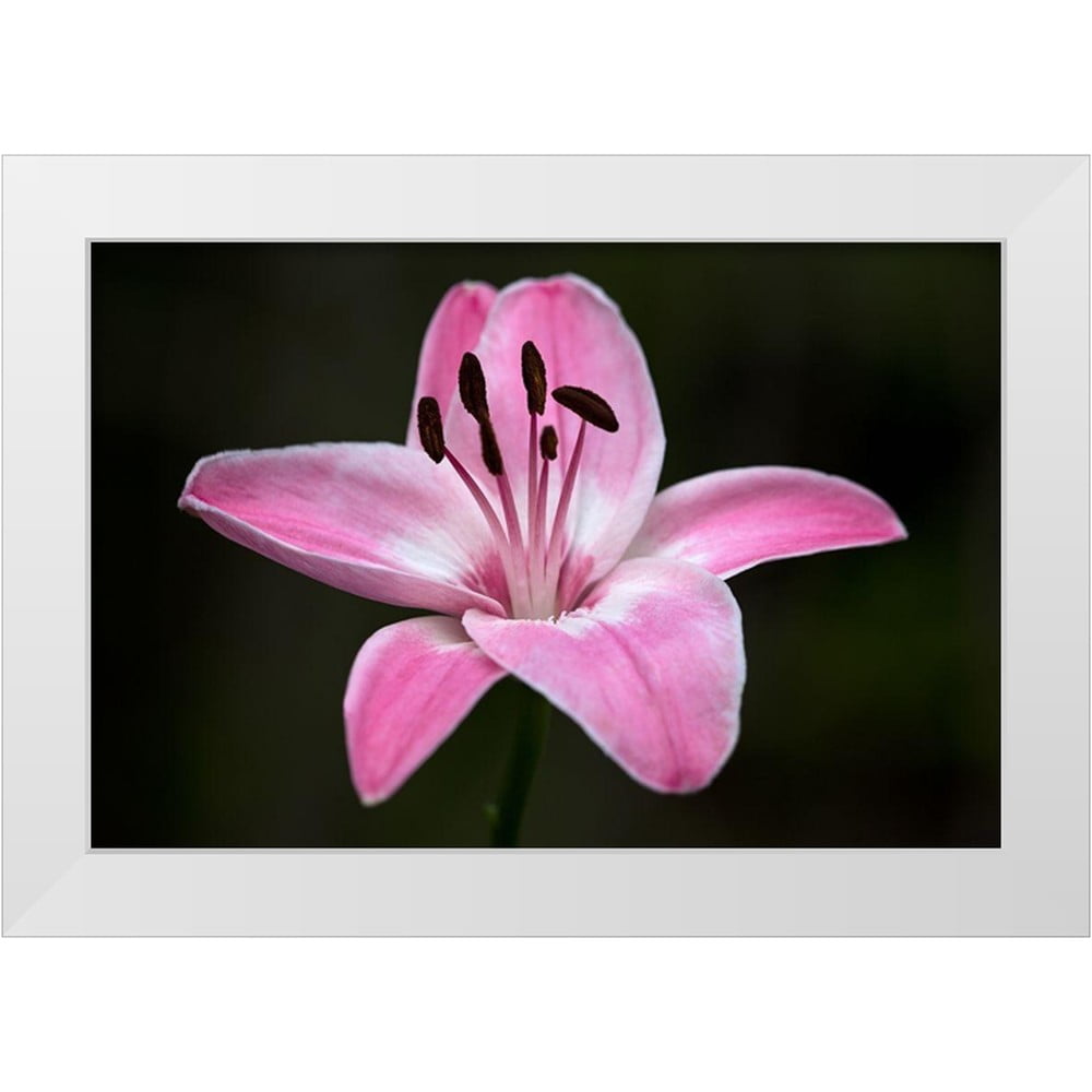 Crane, Rita 18x13 White Modern Wood Framed Museum Art Print Titled ...