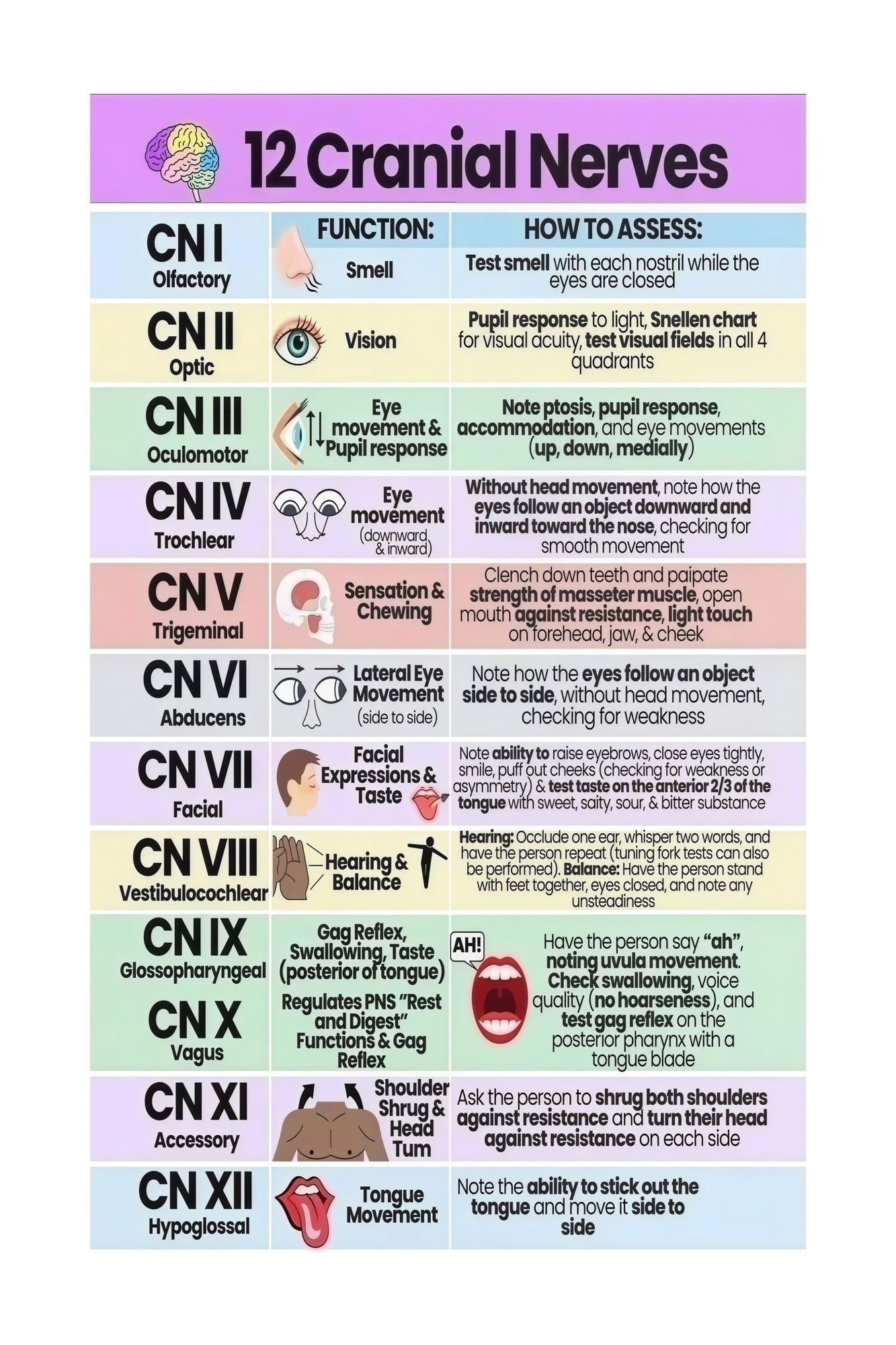 Cranial Nerves Poster Color Coded Anatomy Visual Guide Chart - Walmart.com