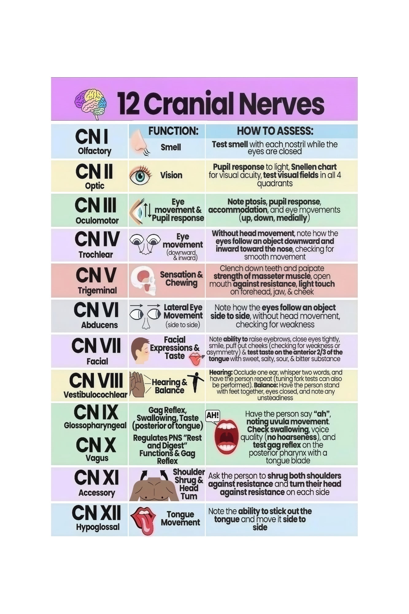 Cranial Nerves Poster Color Coded Chart Educational Wall Art for ...