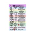 Cranial Nerves Poster Color Coded Chart Educational Wall Art for ...