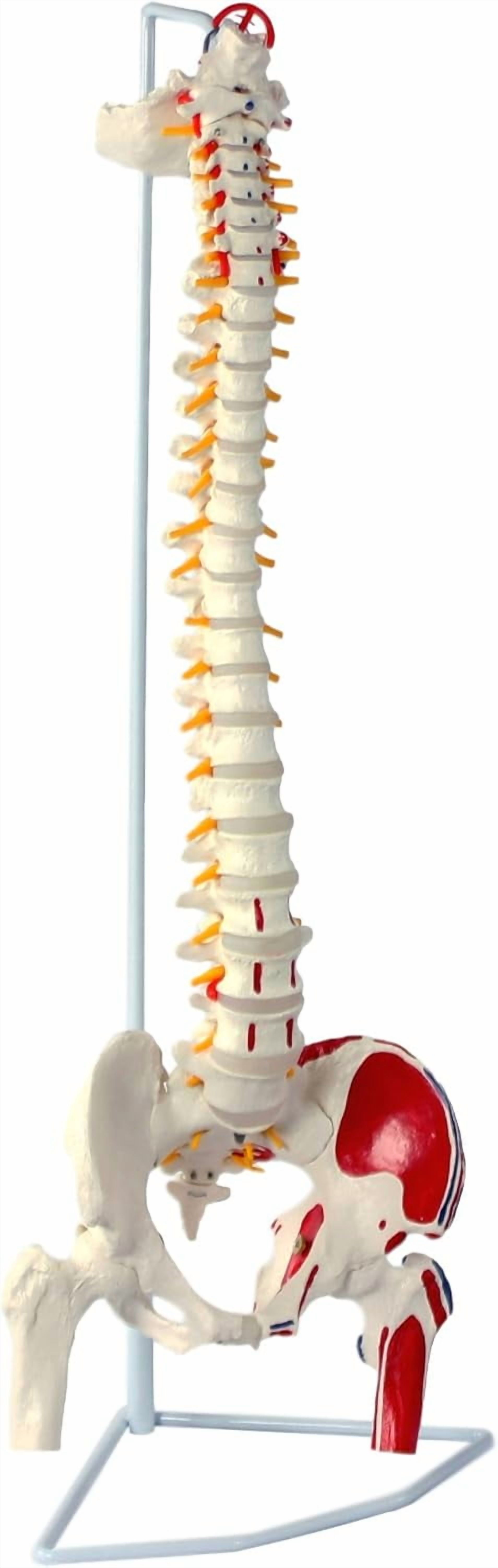 Cranstein A-311 Spine Model with Pelvis and Thigh Stockings Painted ...