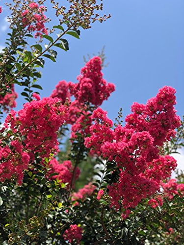 Crape Myrtle & All Flowering Trees Desert Willow Mimosa Orchid Tree ...