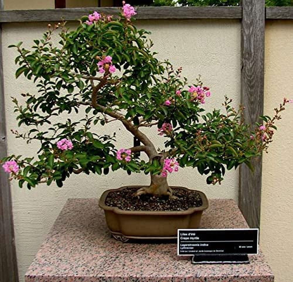 CZ Grain 50 Crape Myrtle Bonsai Tree Plant Seeds - Walmart.com