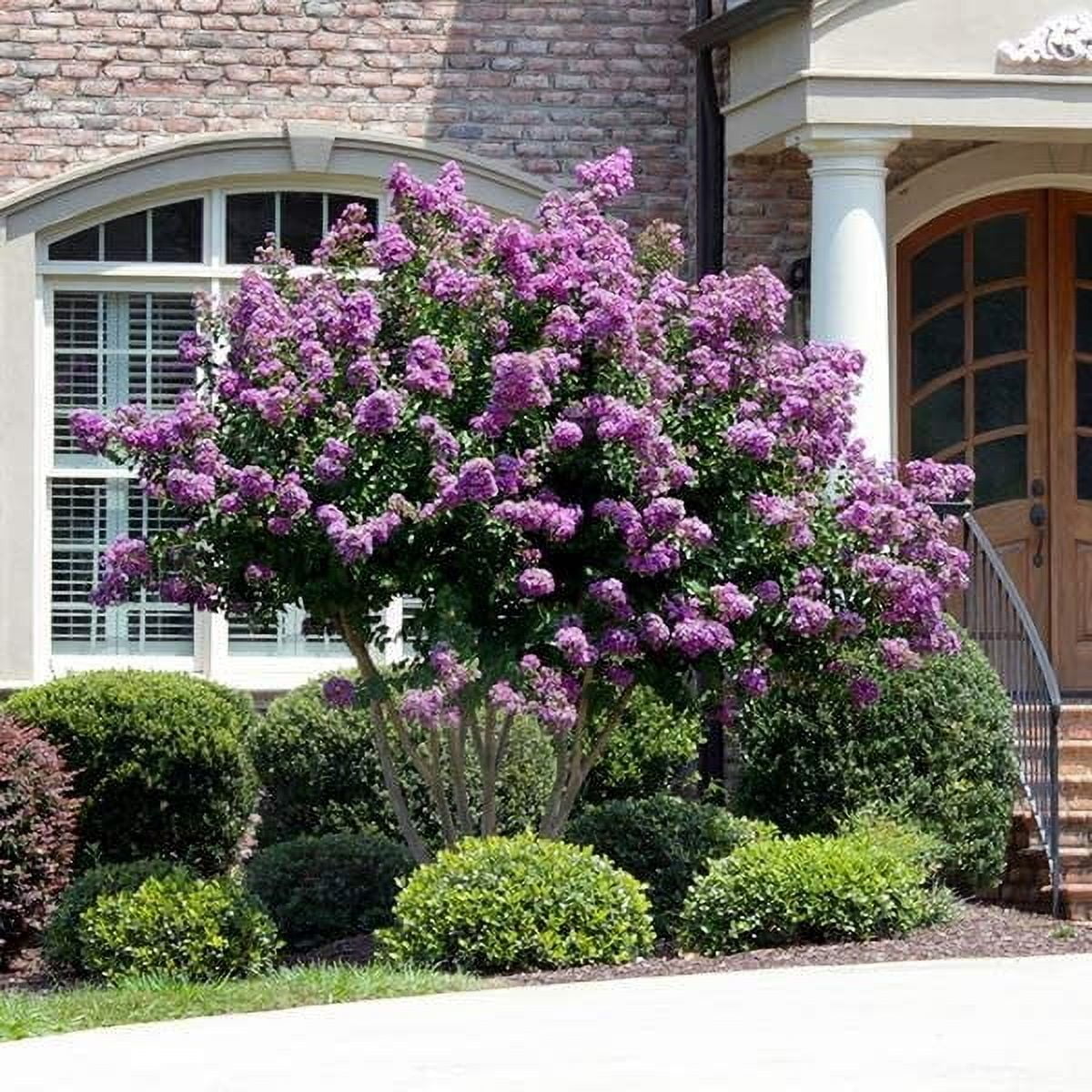 Crape Myrtle Catawba 2 Extra Large 3 Gallon Plants I Purple Flowering Lavender-Purple Summer ...