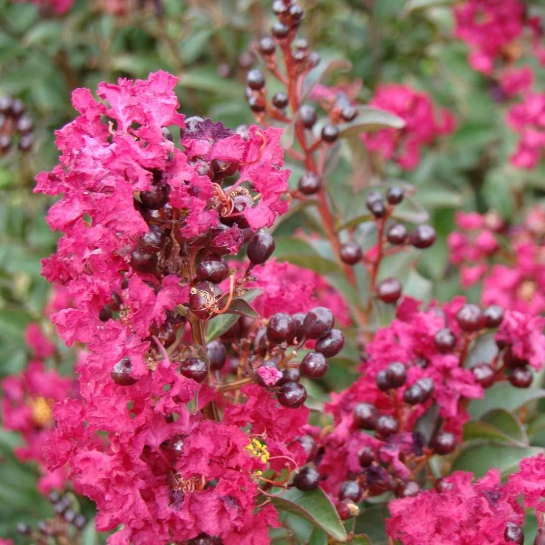 Florida Foliage Crape Myrtle Double Feature, Red Flowering Tree ...