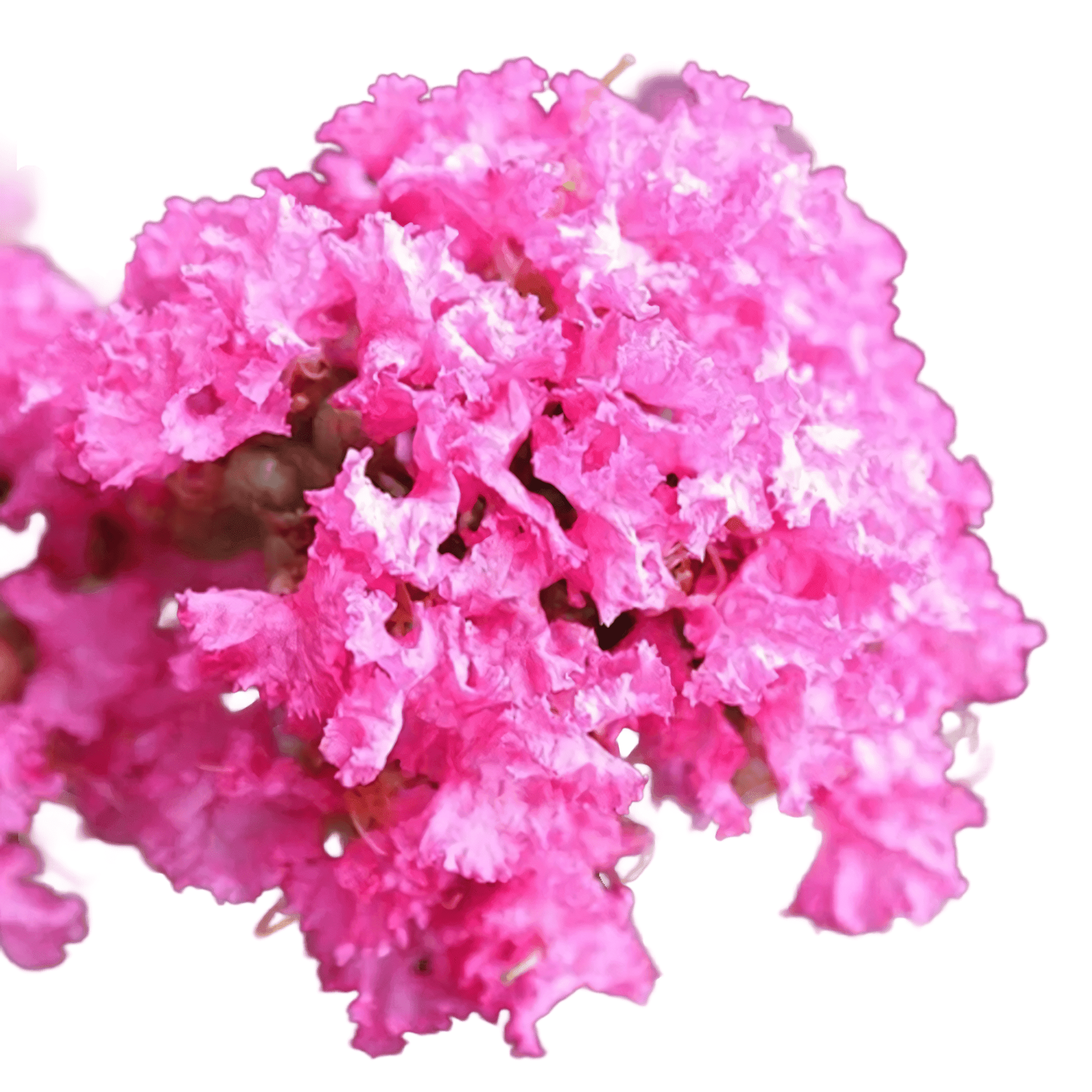 Dwarf Crape Myrtle Plant, Compact Flowering Shrub (2–3 ft Tall ...