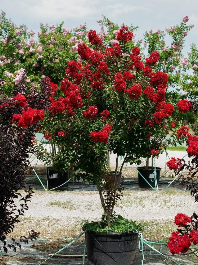 Crape Myrtle Dynamite Red 20 Live Plants Vivid Red Blooms & Hardy ...