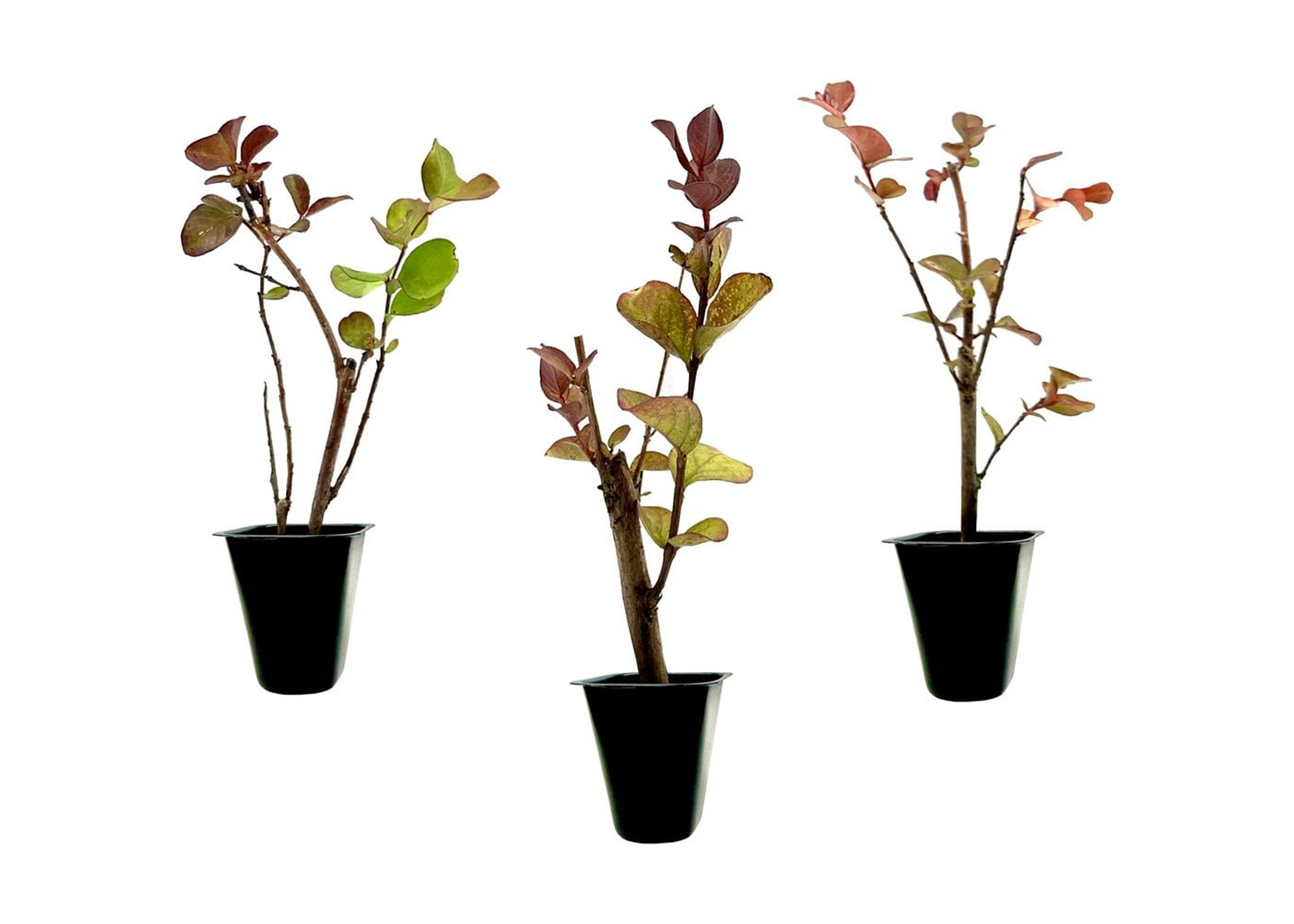 Crape Myrtle Dynamite Red 3 Live Plants Vivid Red Blooms & Hardy Growth ...