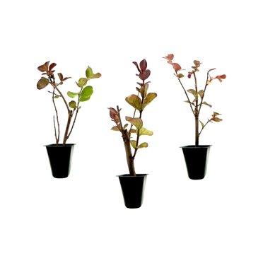 Crape Myrtle Red Rocket 3 Extra Large 3 Gallon Plants Vivid Scarlet ...