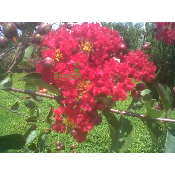 Walmart's Tonto Hot Pink Crape Myrtle Hedge Shrub, Outdoor Perennial ...