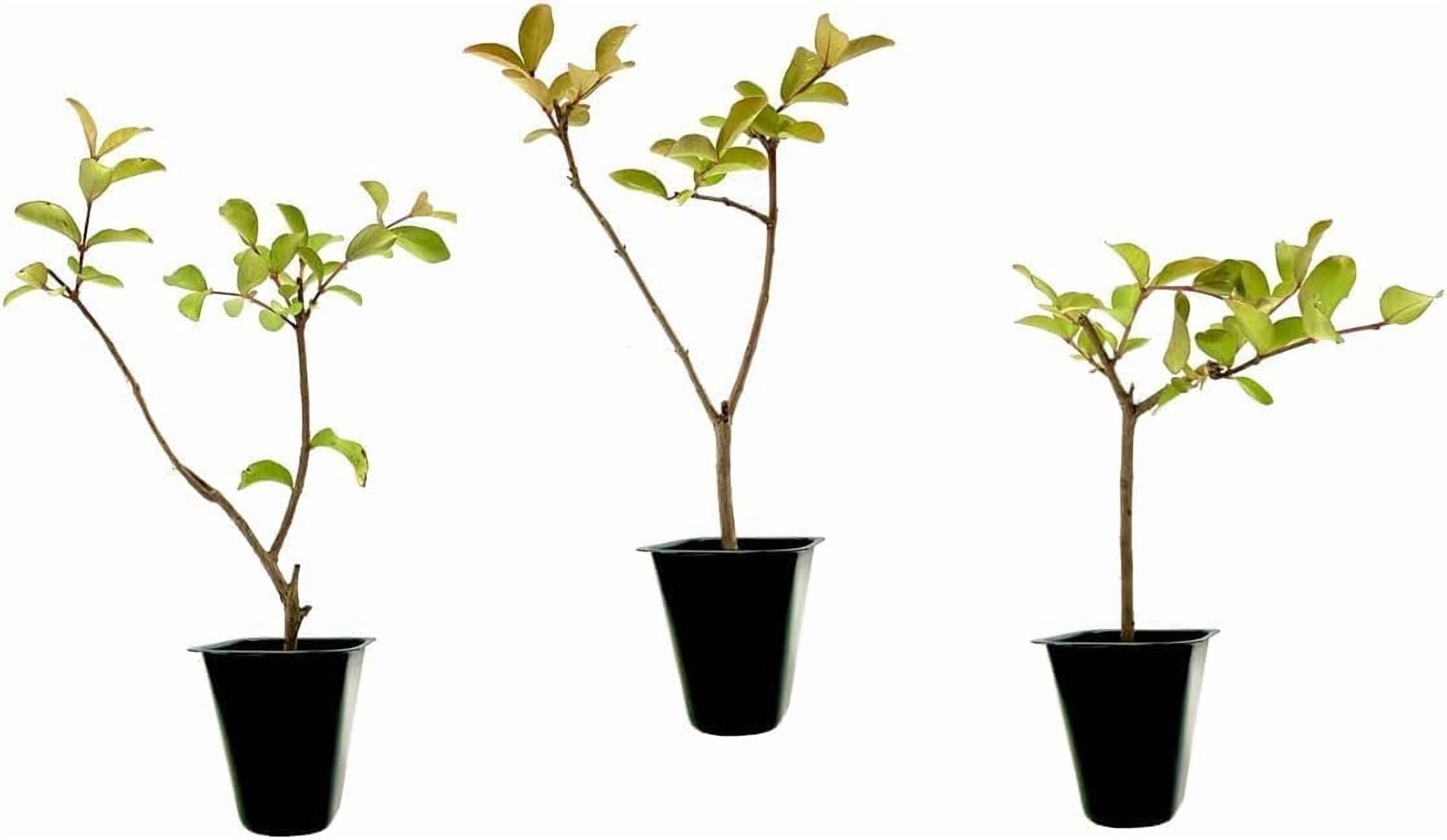 Crape Myrtle Hopi Rose Pink | 3 Live Plants | Soft Rose-Pink Blossoms ...