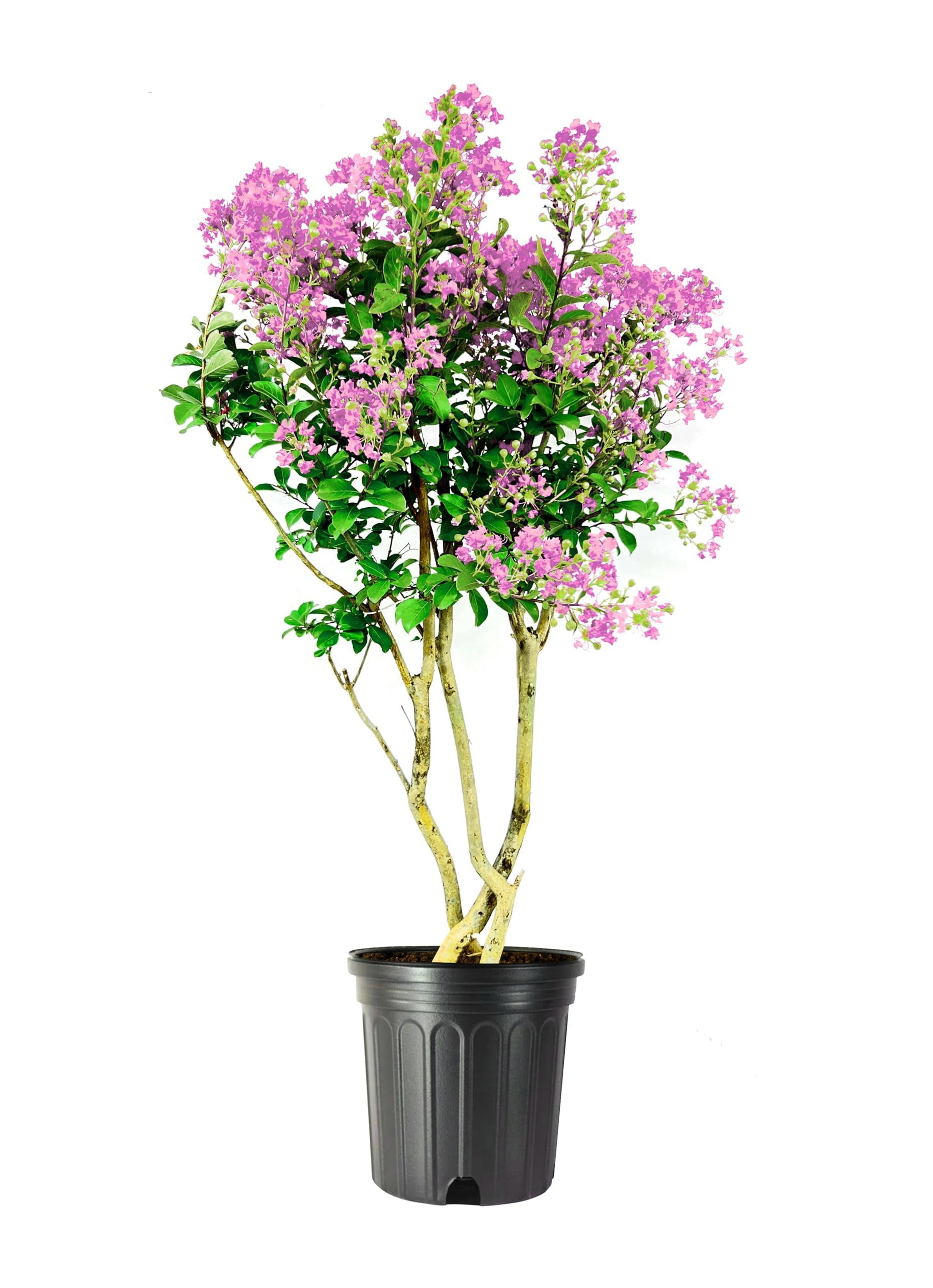 Crape Myrtle Muskogee 1 Extra Large 3 Gallon Plant Lagerstroemia Indica ...