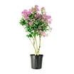 Crape Myrtle Red Rocket 3 Extra Large 3 Gallon Plants Vivid Scarlet ...