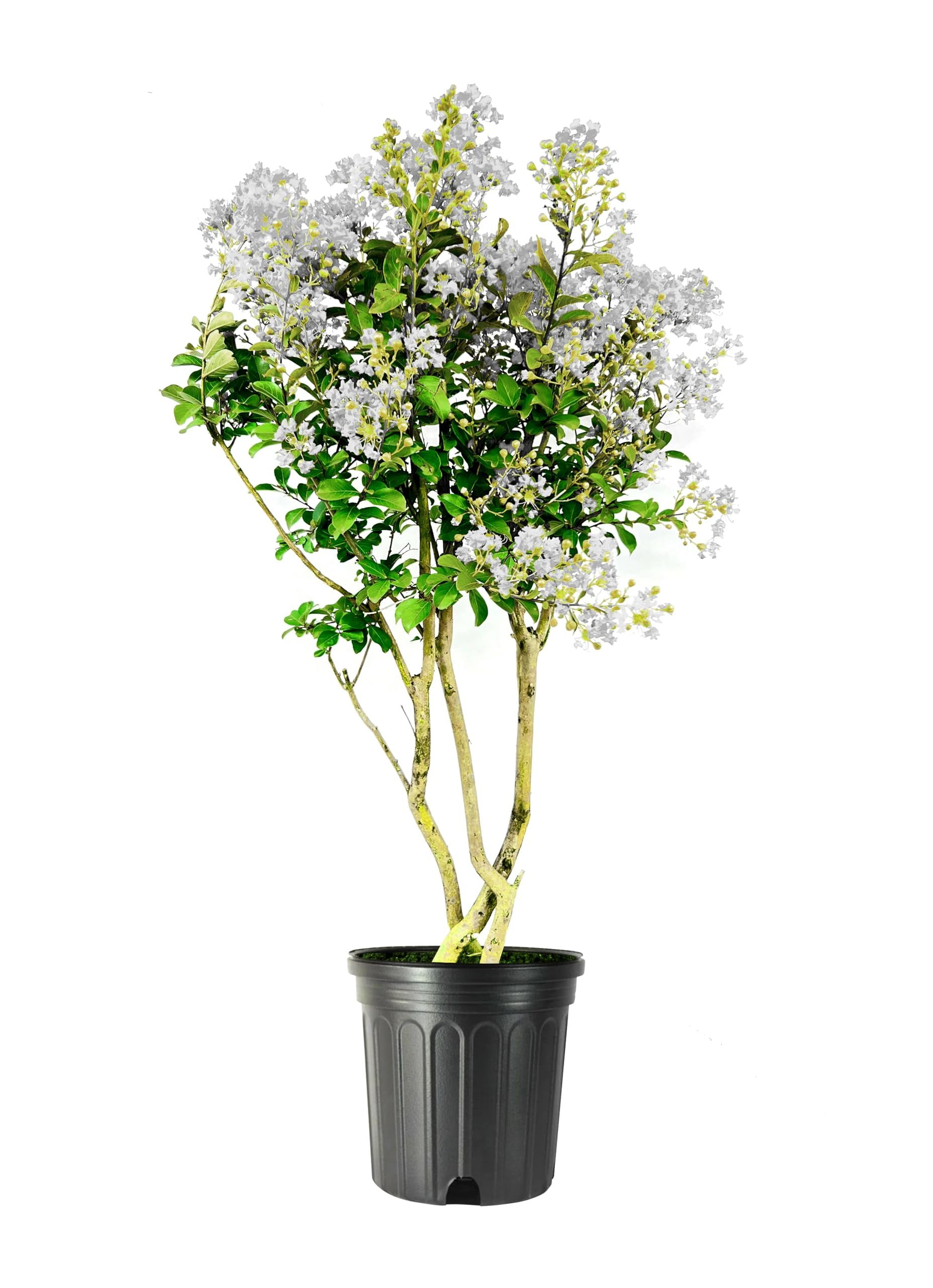 Crape Myrtle Natchez 1 Extra Large 3 Gallon Plant Lagerstroemia Indica ...