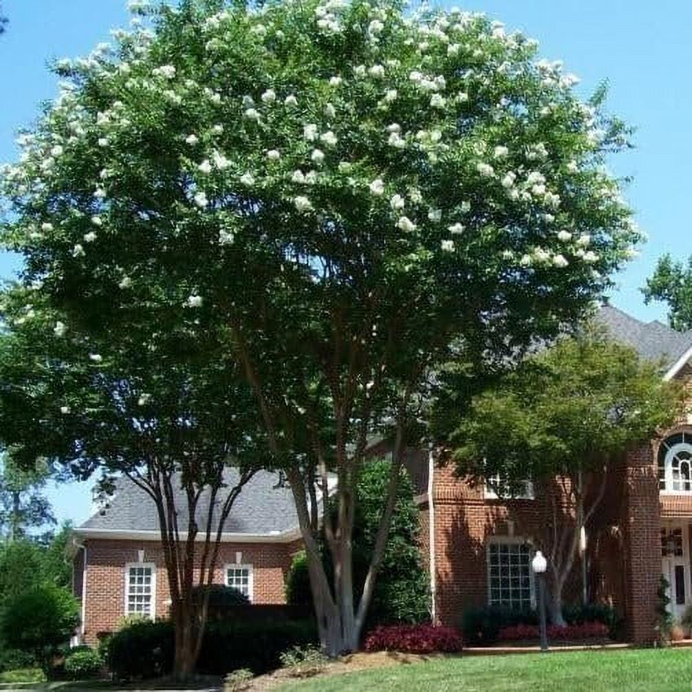 Crape Myrtle Natchez 2 Extra Large 3 Gallon Plants Lagerstroemia Indica ...