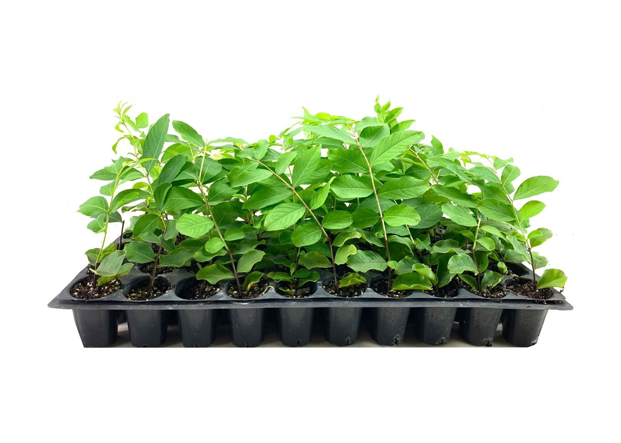 Crape Myrtle Natchez 40 Live Plants Lagerstroemia Indica Beautiful Low ...