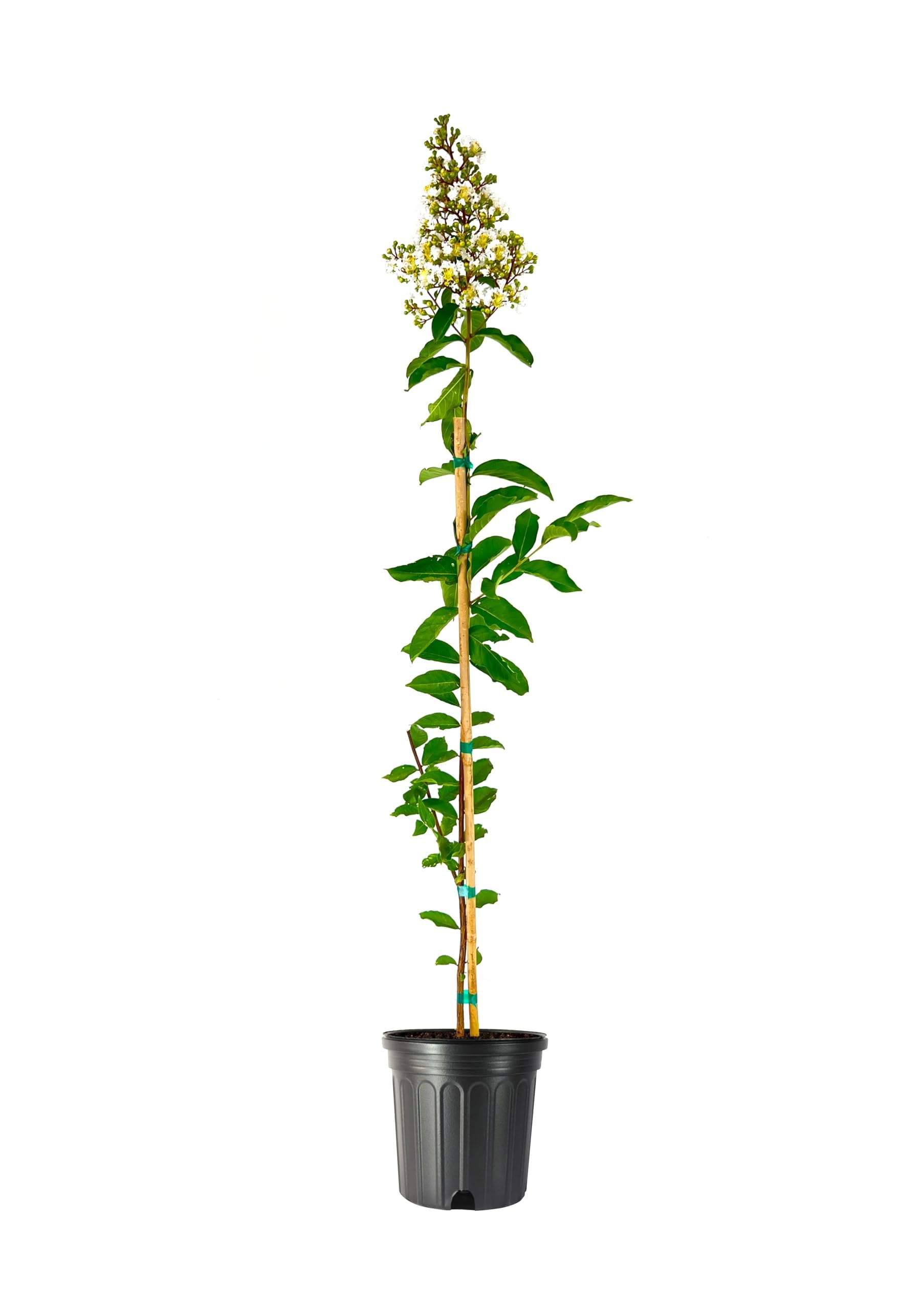 Crape Myrtle Natchez Plant 3 Large Gallon Size Pots Lagerstroemia ...